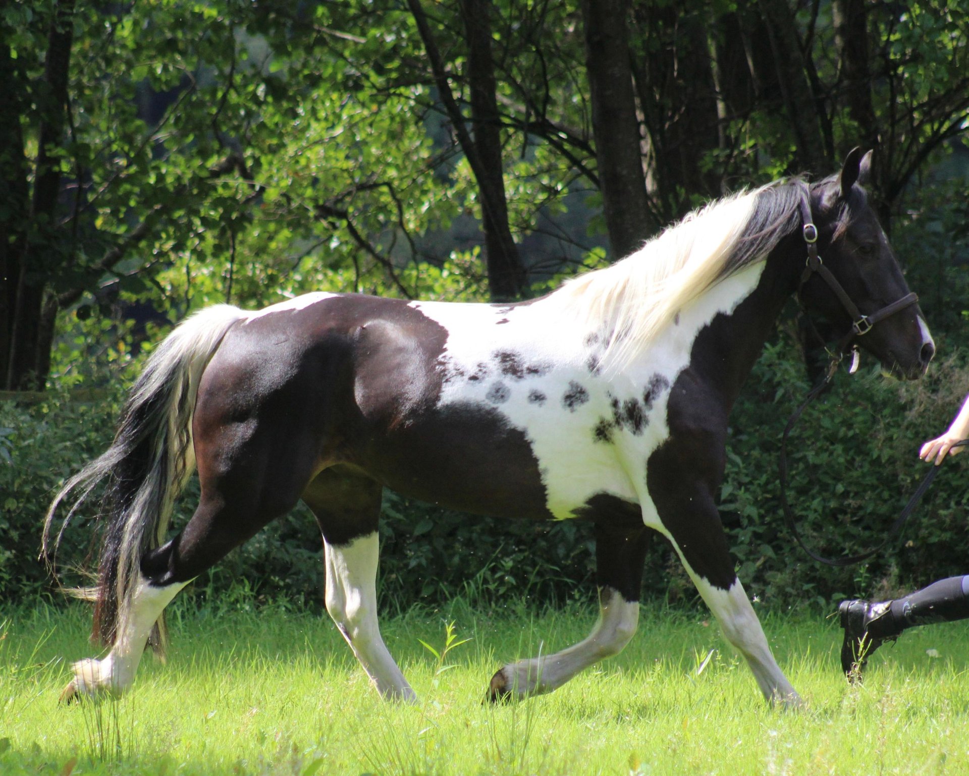 Gypsy Horse Gelding 6 years 15,1 hh Pinto in Metelen