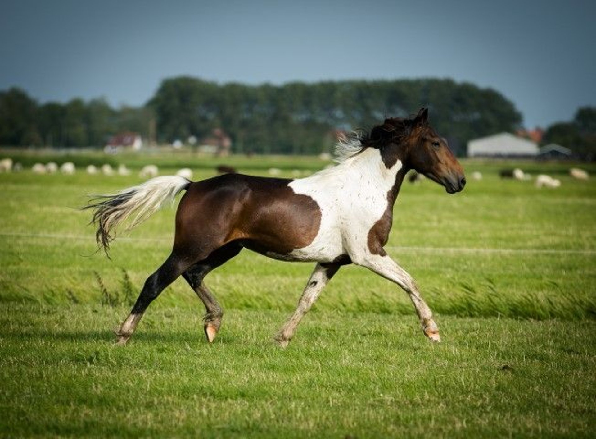 Baroque Pinto Stallion 3 years 16 hh Pinto in Tzummarum