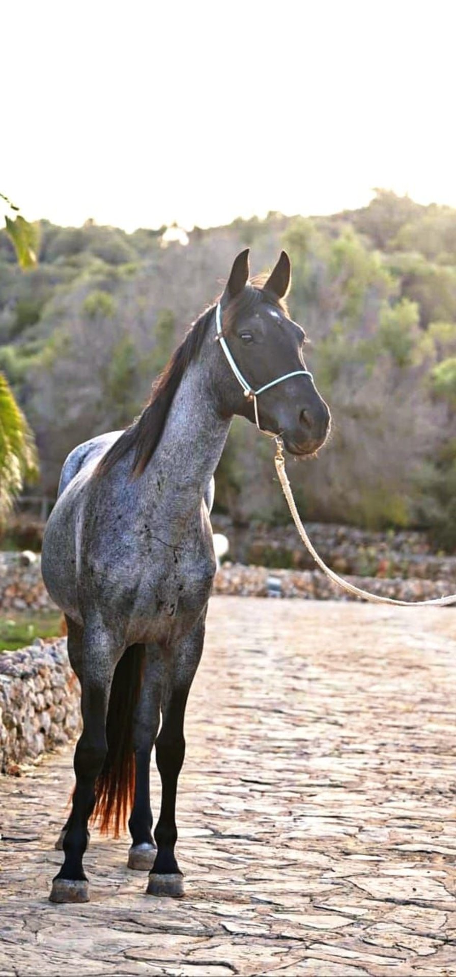 American Standardbred Stute 4 Jahre 139 cm Roan-Blue in Porto Cristo