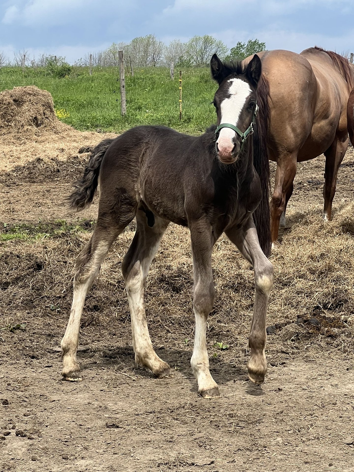 Clydesdale Mix Stallion 16 hh Black in Dewittville
