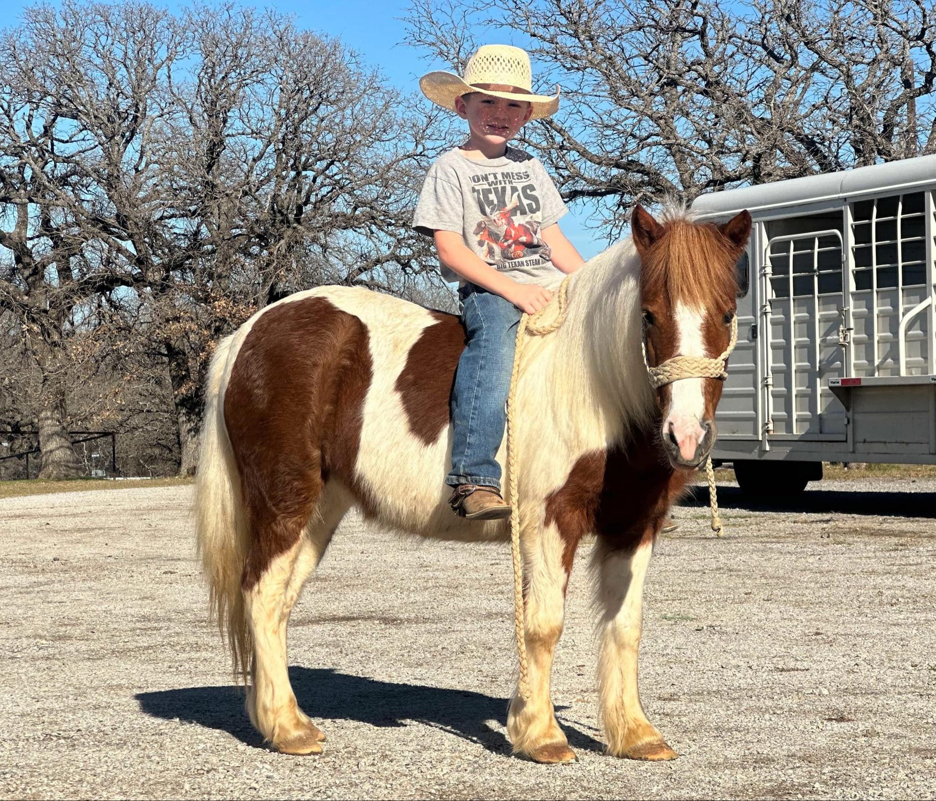 American Quarter Horse Gelding 5 years 10,2 hh Tobiano-all-colors in ...