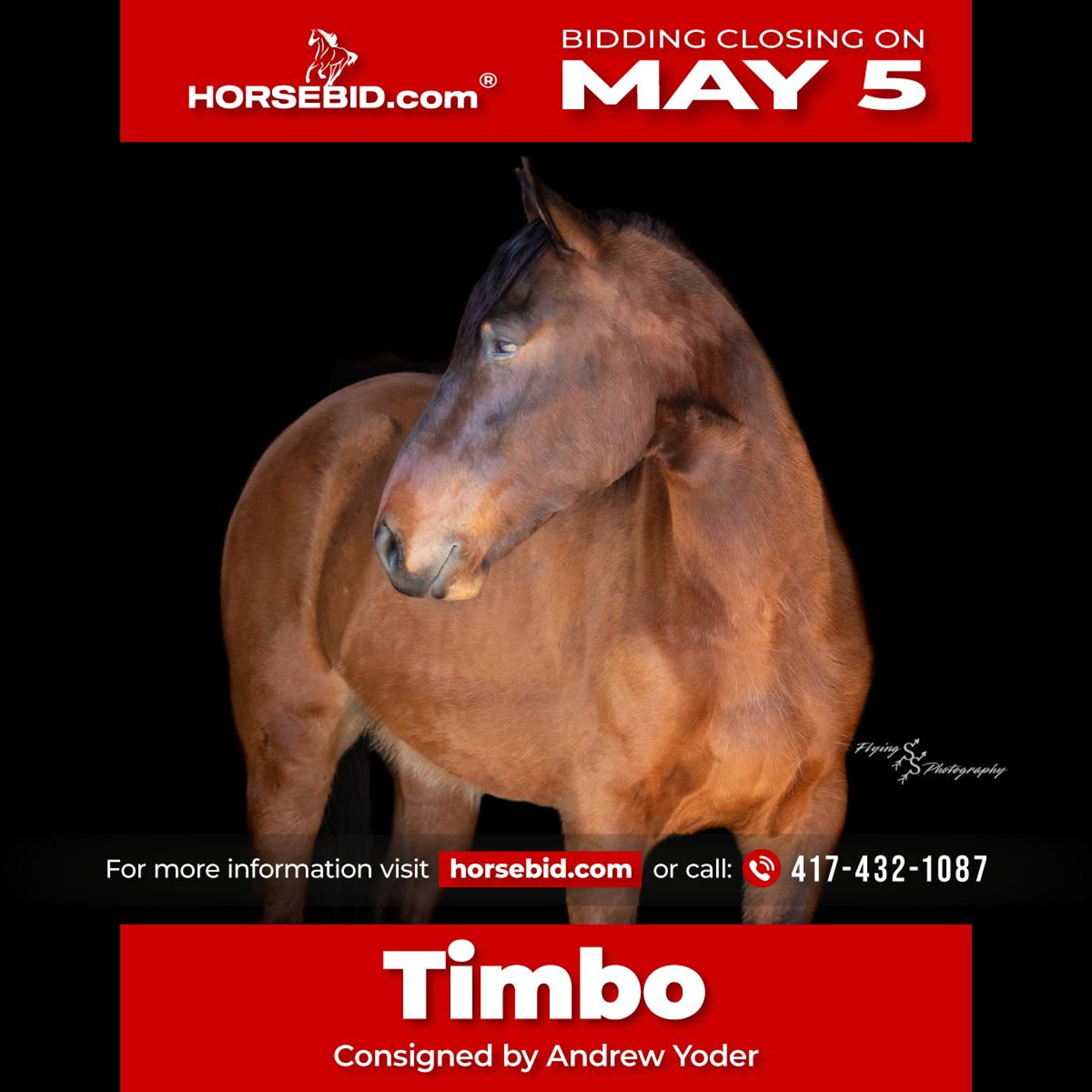 Draft Horse Mix Castrone 5 Anni 165 cm Falbo in Harwood, MO