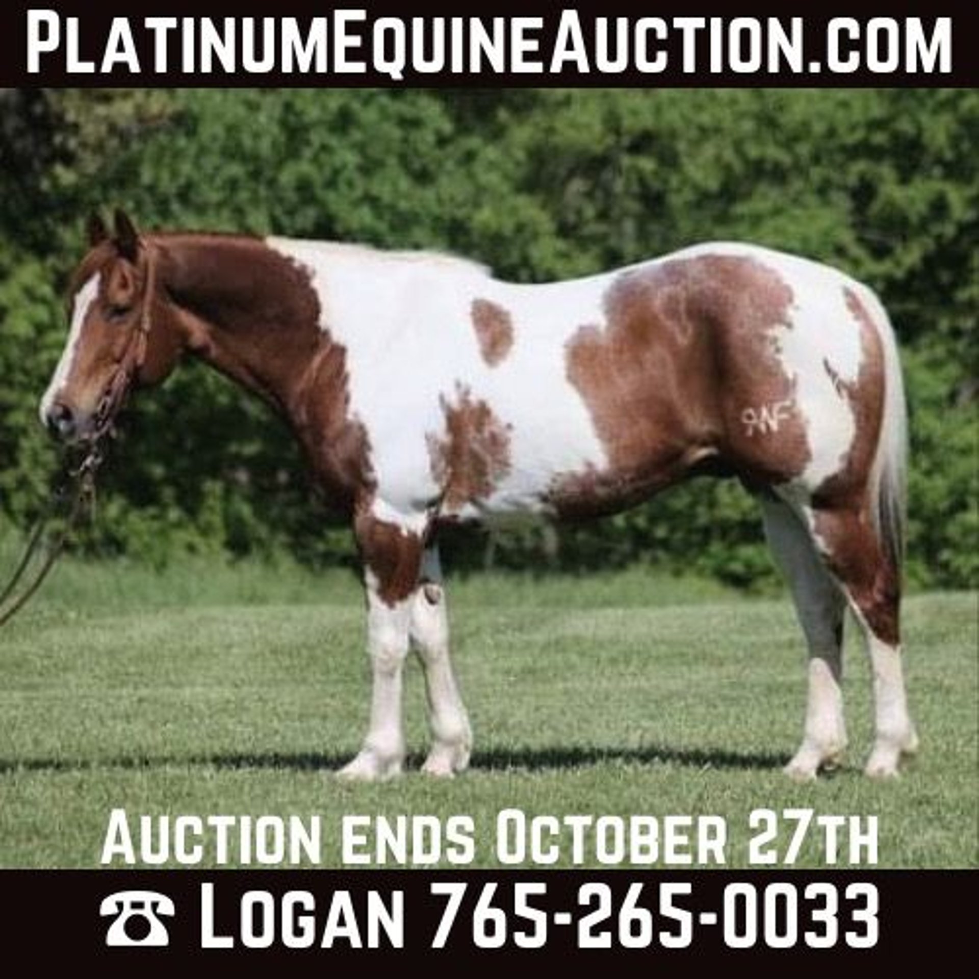 Paint Horse Wallach 11 Jahre 155 cm Tobiano-alle-Farben in Level Green KY