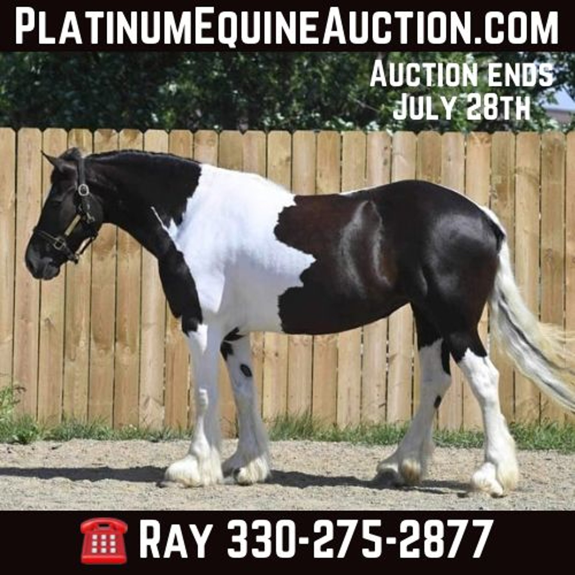 Gypsy Horse Gelding 11 years 15 hh Tobiano-all-colors in Millersburg OH