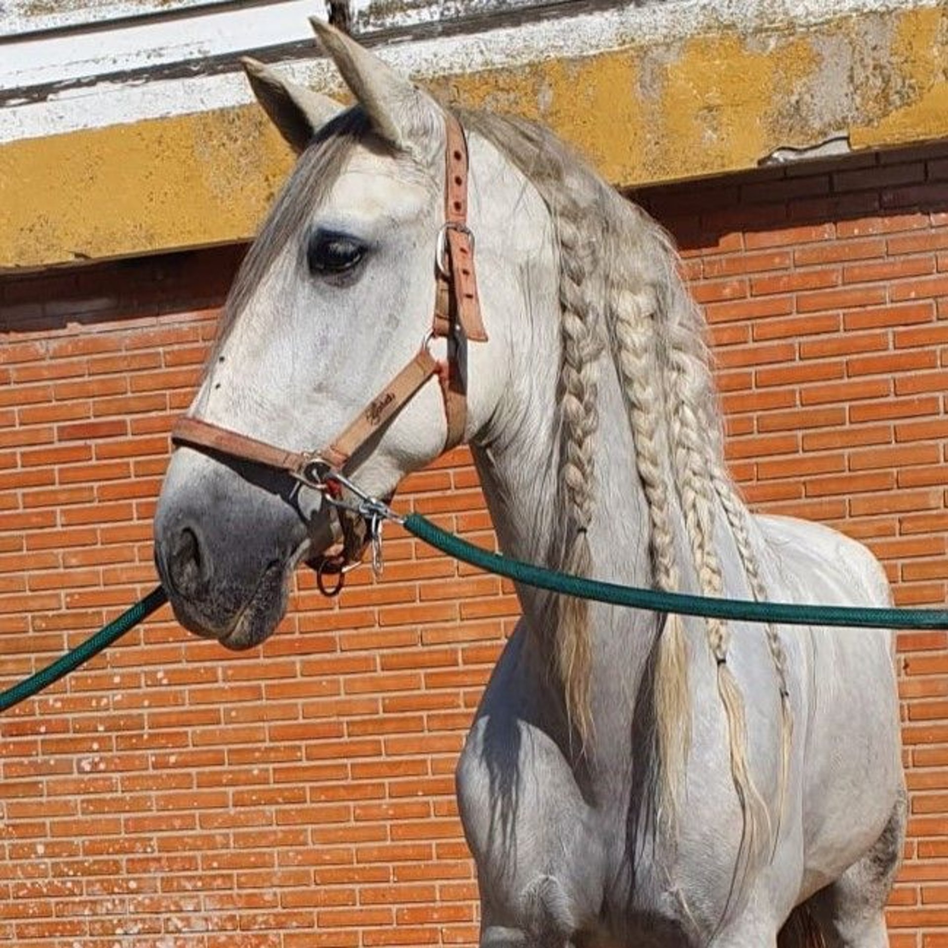 PRE Mix Wallach 8 Jahre 164 cm Schimmel in Madrid