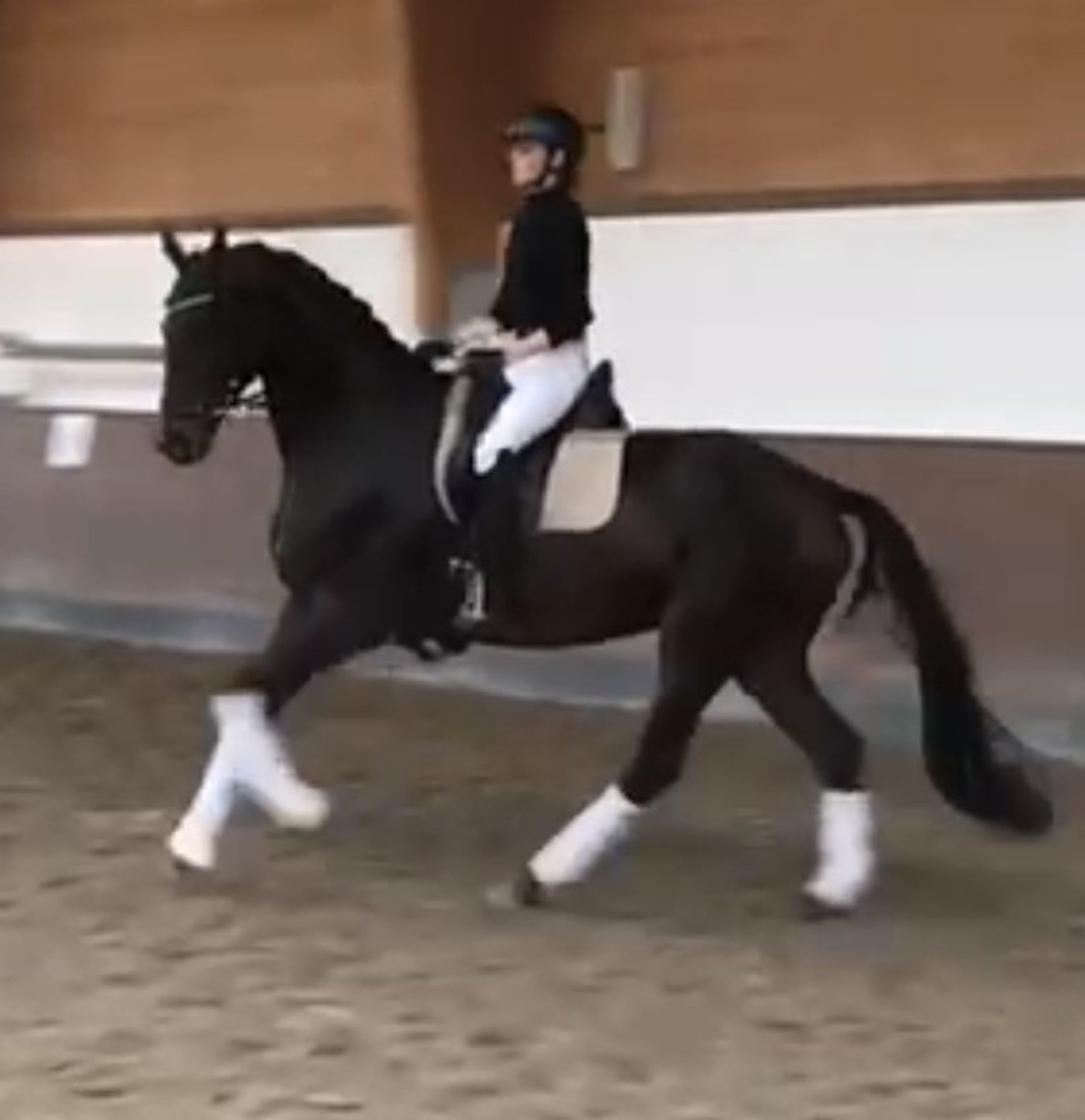 Oldenburger Wallach 9 Jahre 181 cm Dunkelbrauner in Süßen