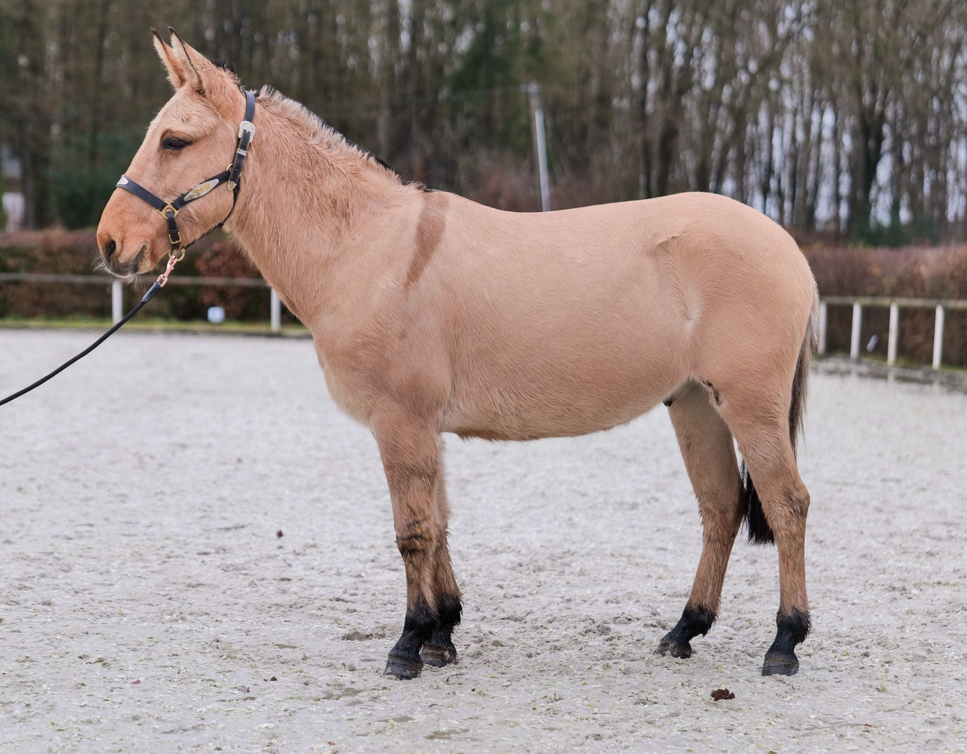 Mule Gelding 9 years 14,2 hh Buckskin in Neustadt (Wied)