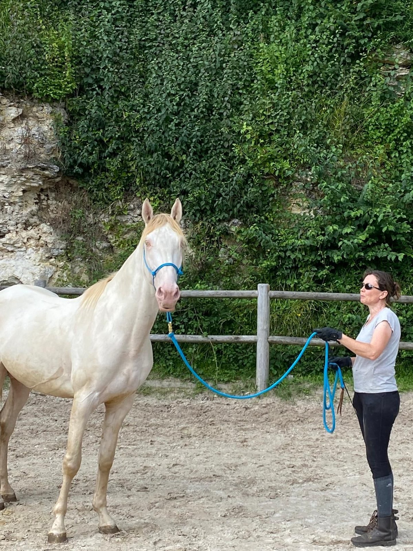 Lusitano Stallion 3 years 16,1 hh Cremello in Sonchamp