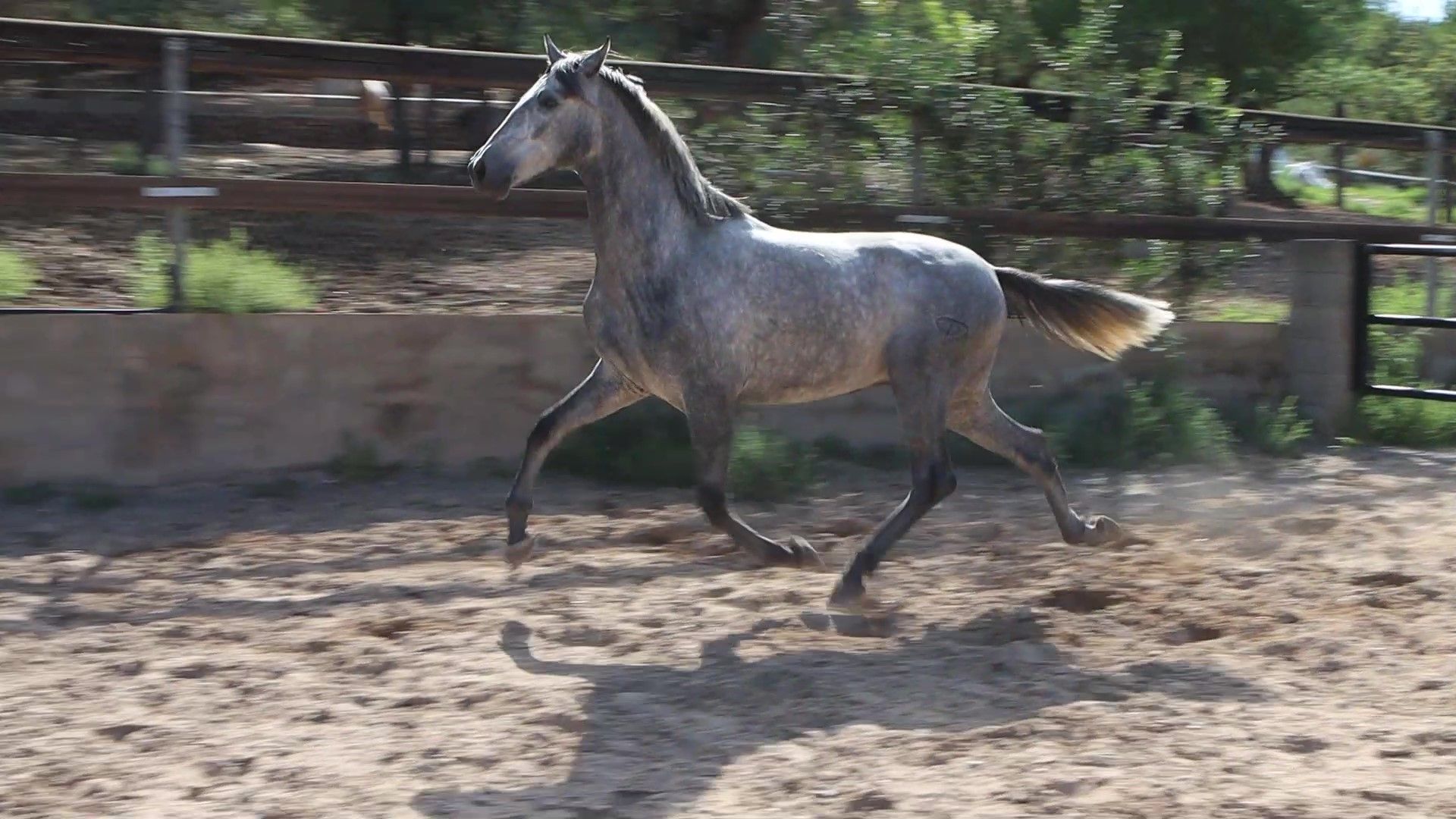 PRE Stallion 3 years 16 hh Grey-Dapple in Sagunt/Sagunto