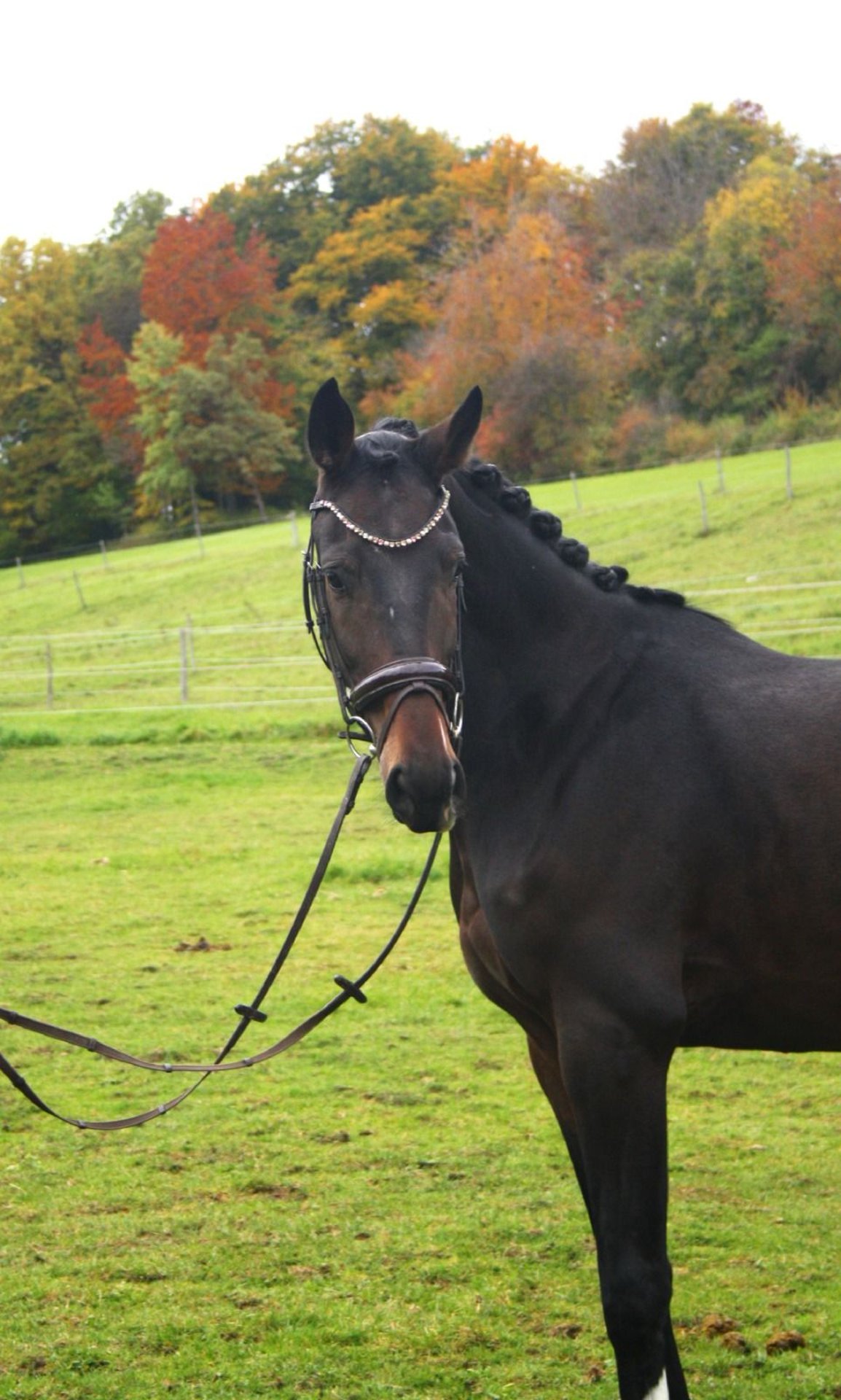 Oldenburg Gelding 3 years 16,2 hh Bay-Dark in Hayingen