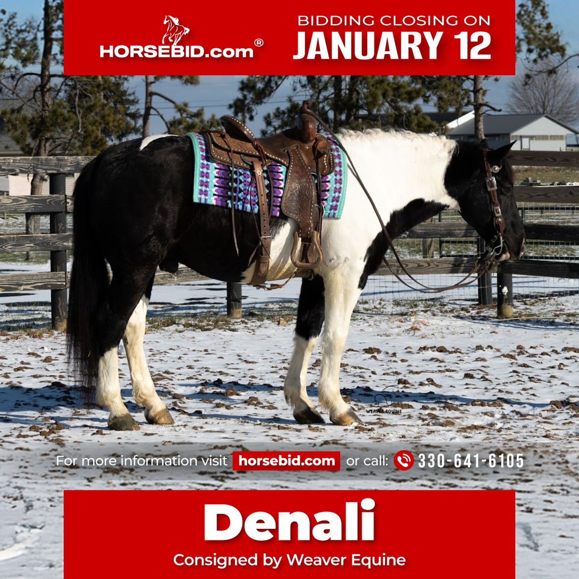 Draft Horse Mix Gelding 6 years 15,3 hh Pinto in Fredericksburg
