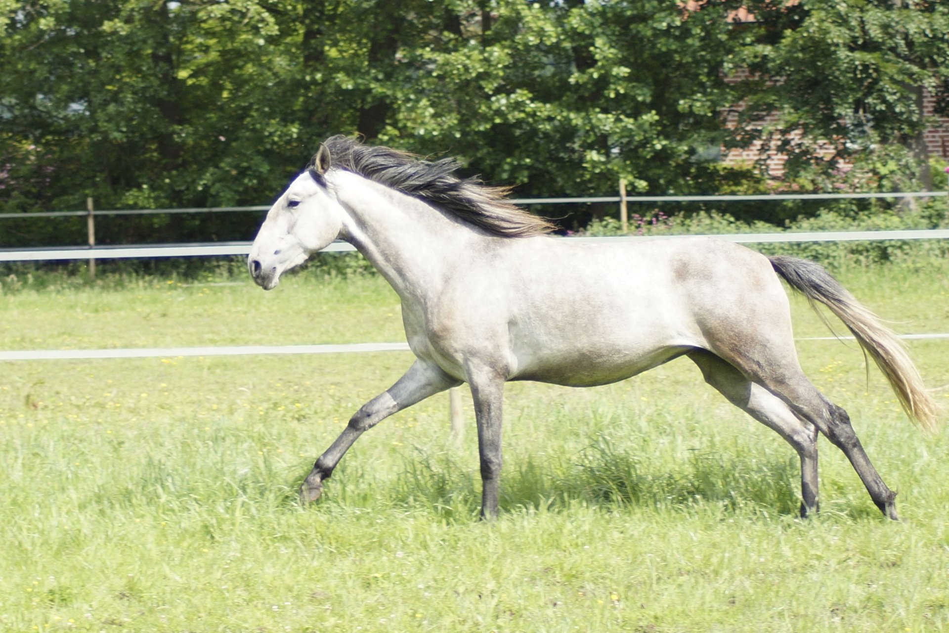 Lusitanos Stute 3 Jahre 160 cm Apfelschimmel in Halle/ Westfalen
