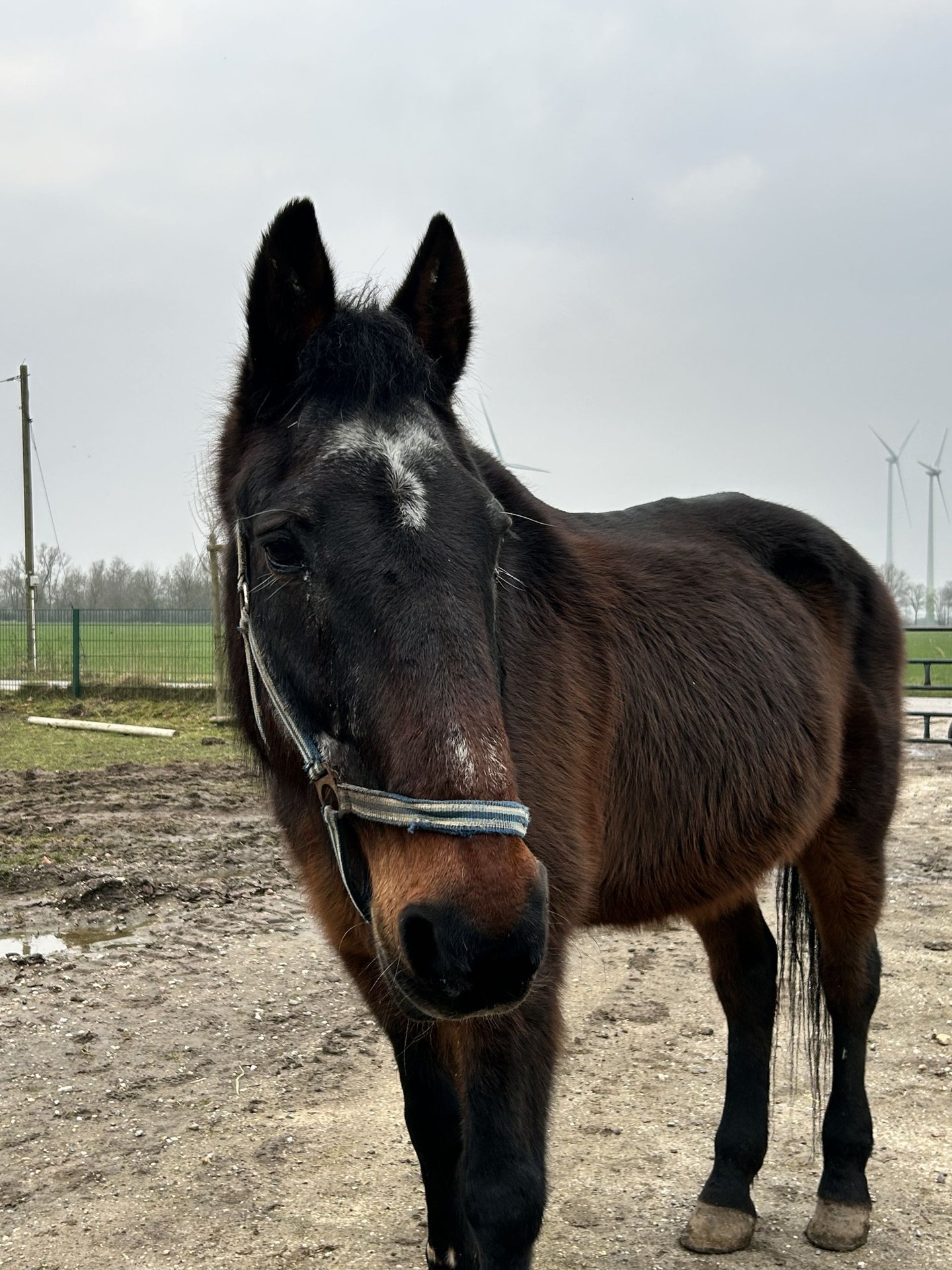 German Trotter Gelding 26 years 16 hh Brown in Rheurdt