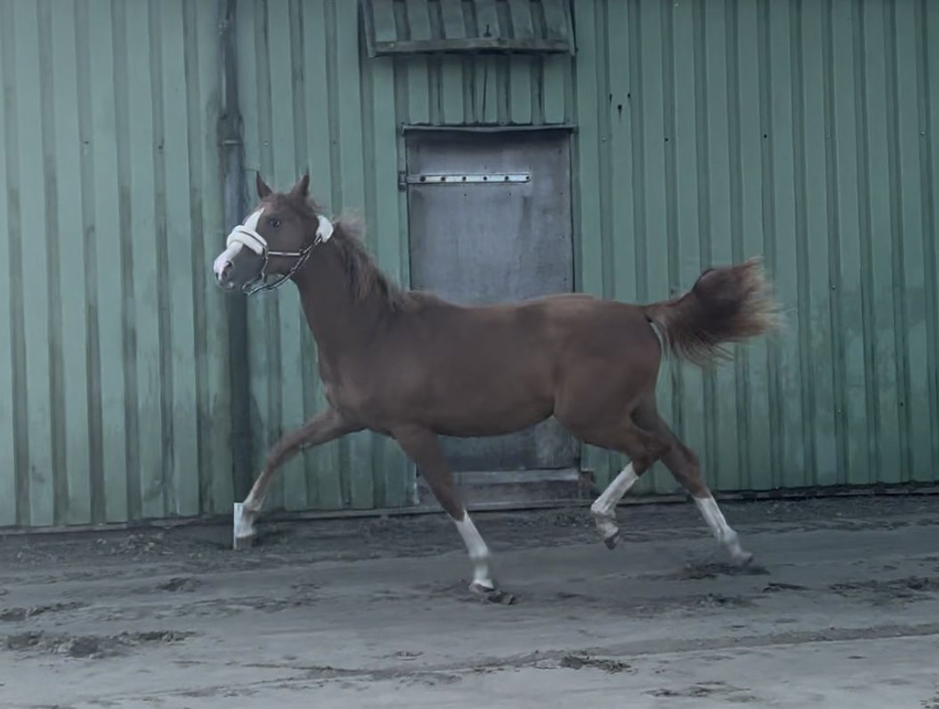 Hanoverian Stallion 2 years Chestnut in Rehhorst
