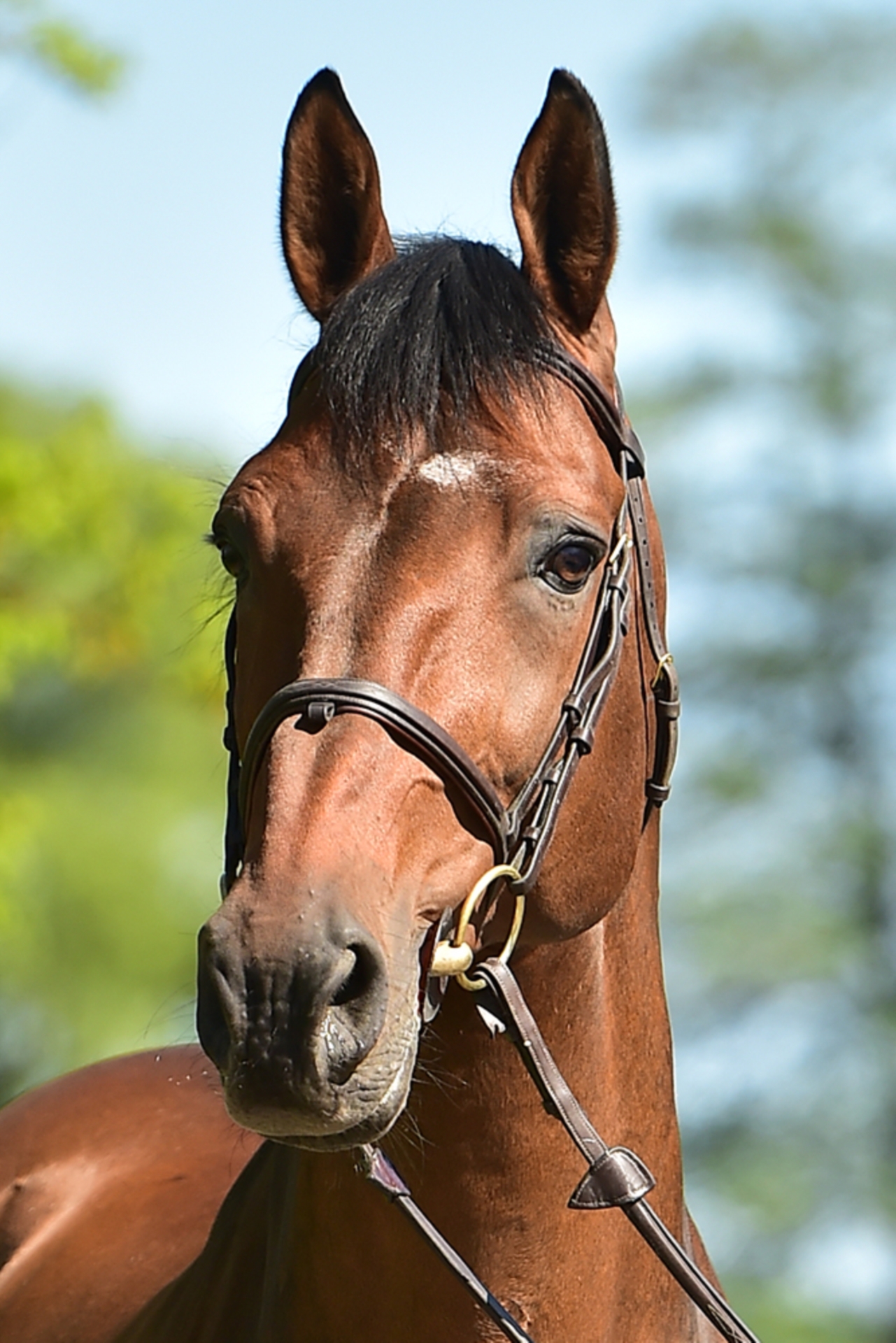 Belgisch Warmbloed Hengst Bruin in Lemwerder