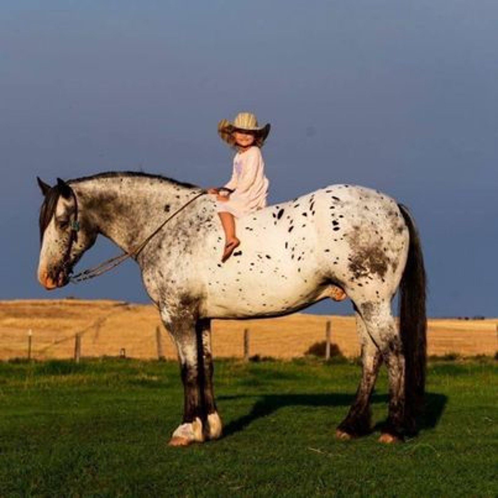Gypsy Horse Gelding 9 years Palomino in Clinton