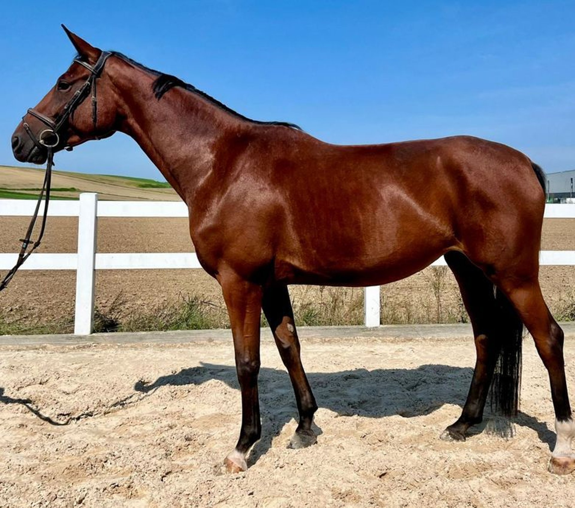 German Sport Horse Mare 6 years 17 hh Brown in Loiching