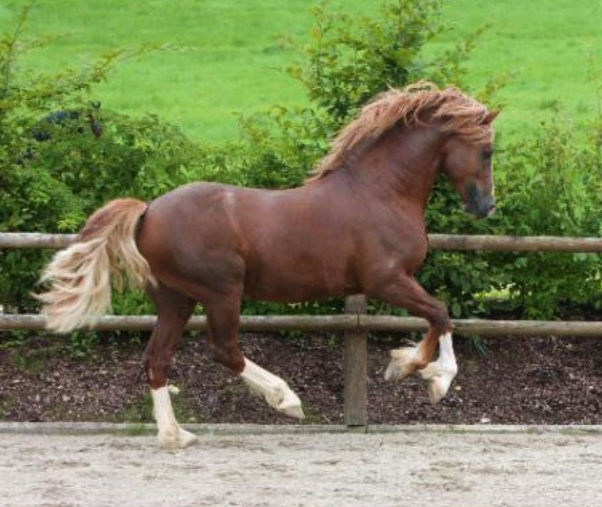 Welsh D (Cob) Stallion Chestnut-Red in Stahnsdorf