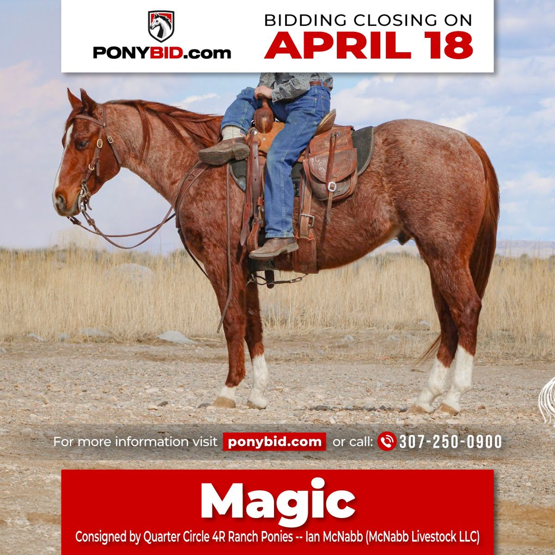 Quarter Pony Wallach 13 Jahre 135 cm Roan-Red in Cody, WY