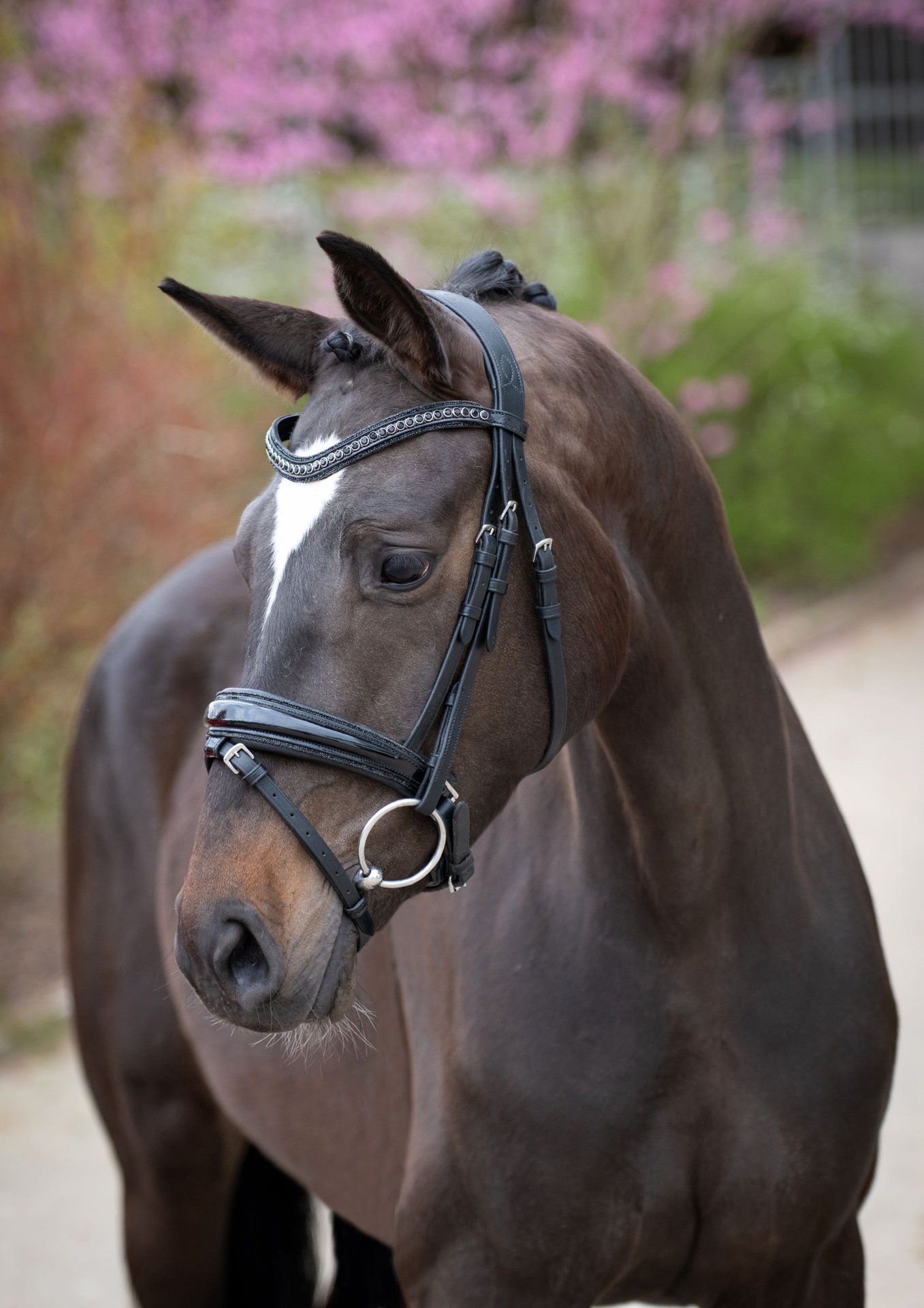 Oldenburg Mare 4 years 15,2 hh Bay-Dark in Bramsche