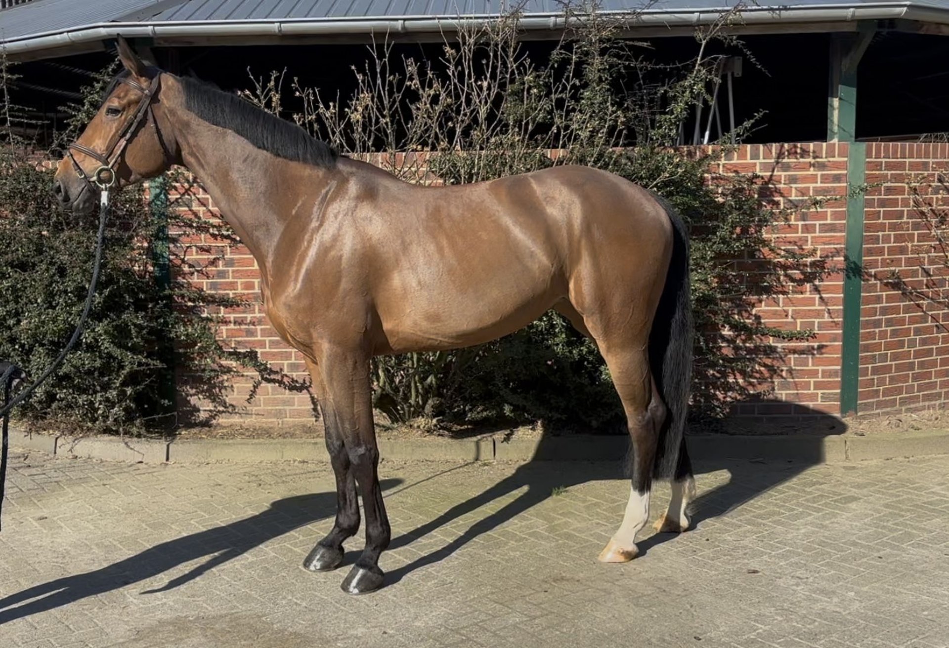 Oldenburger Springpferd Stute 5 Jahre 172 cm Brauner in Nettetal