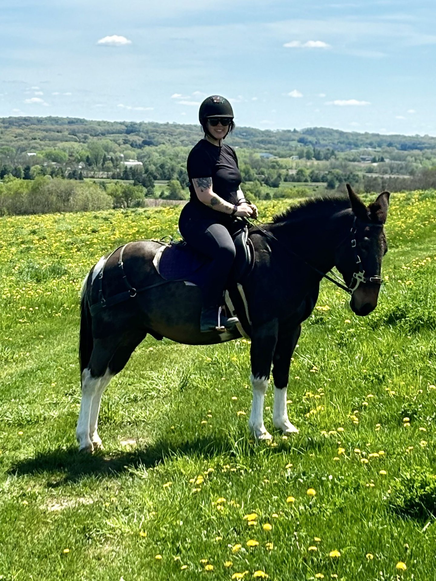 Mule Gelding 16 years 13,2 hh Pinto in Woodville
