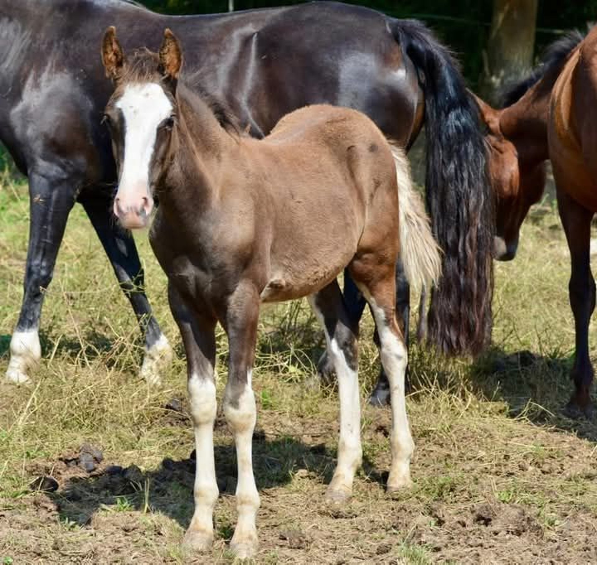 Criollo Stallion 1 year 14,1 hh Overo-all-colors in Wörth am Main