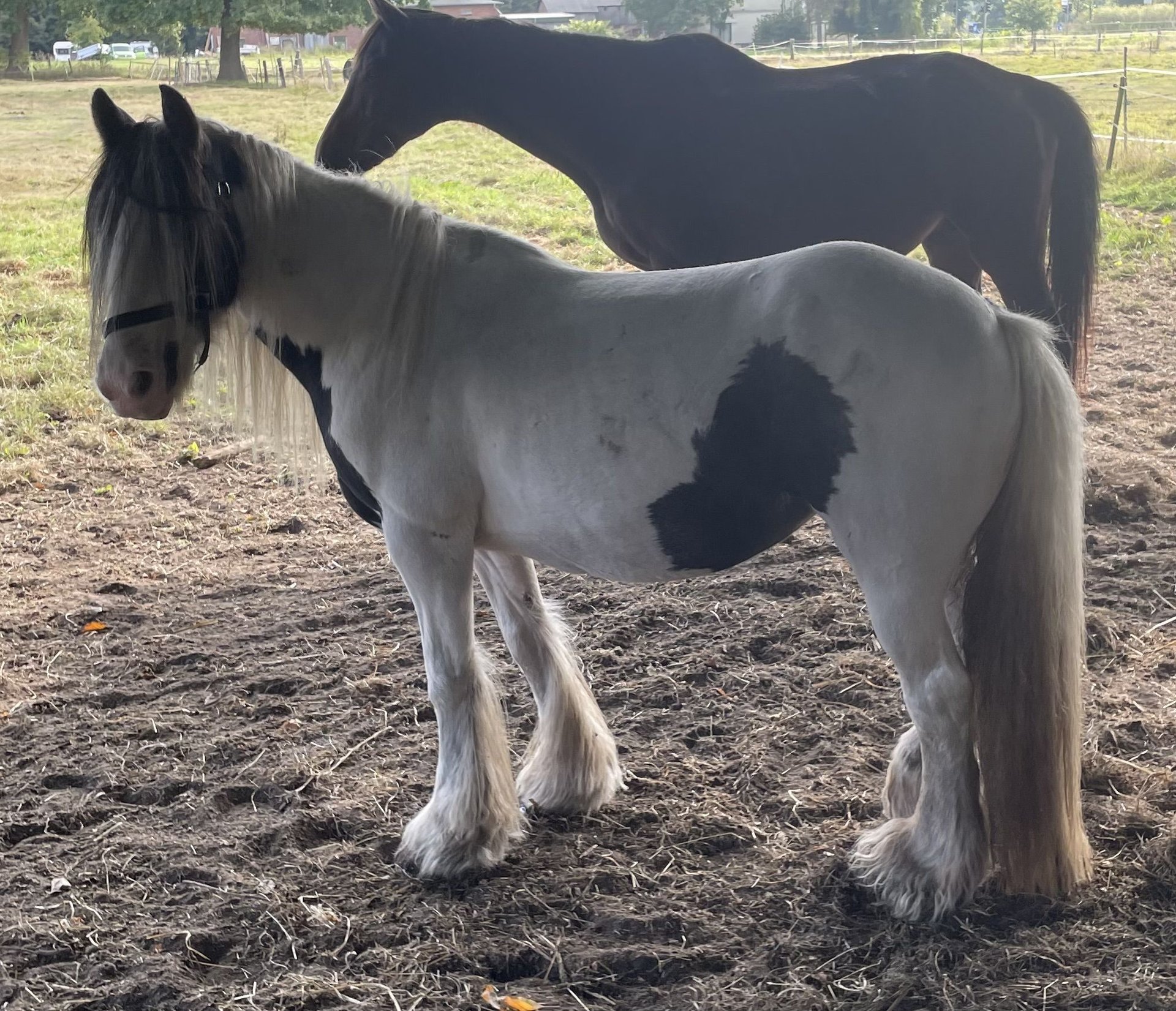 Gypsy Horse Mare 16 years 14,1 hh Pinto in Norderstedt