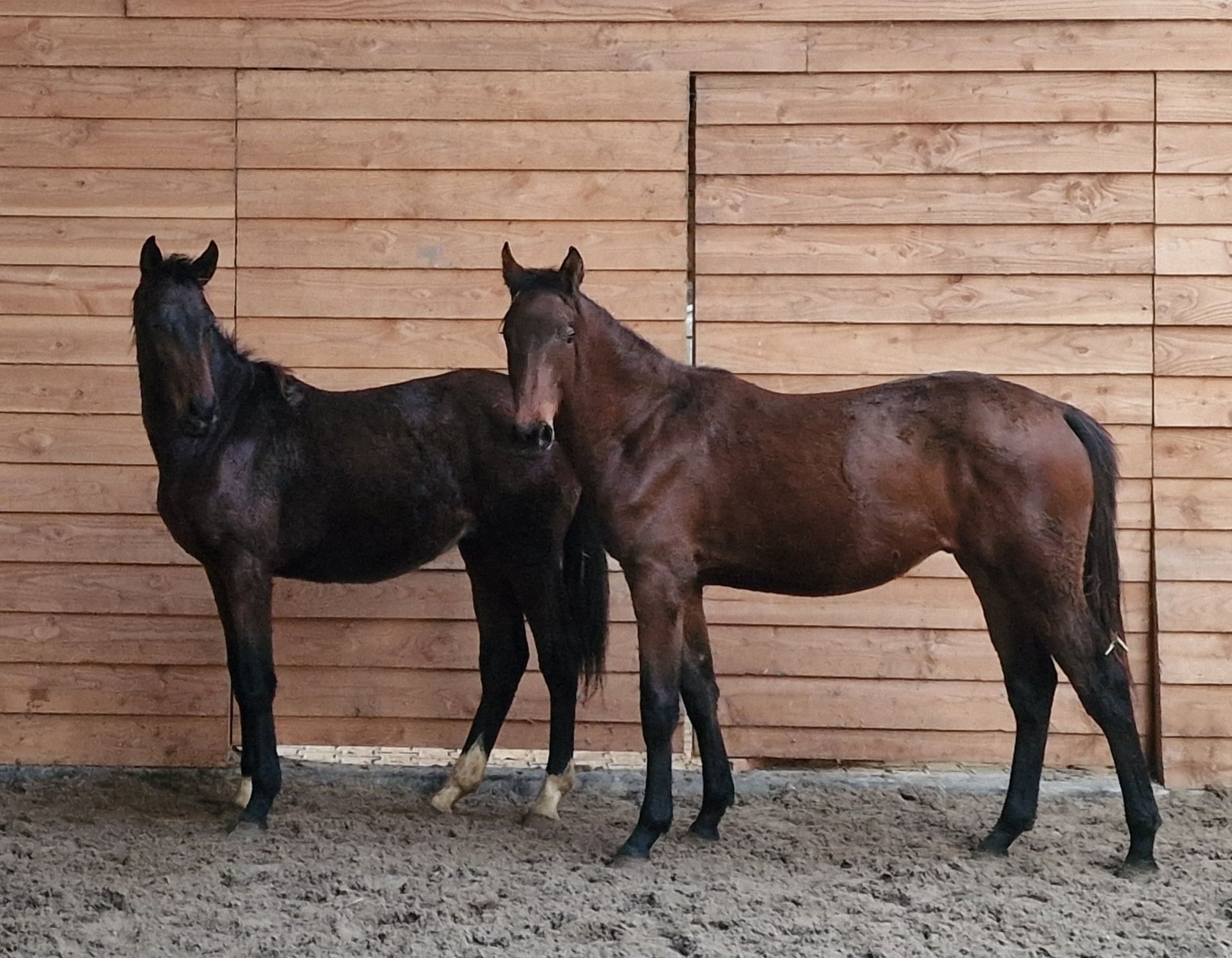 Anglo European Studbook Stallion 2 years in Den Ham