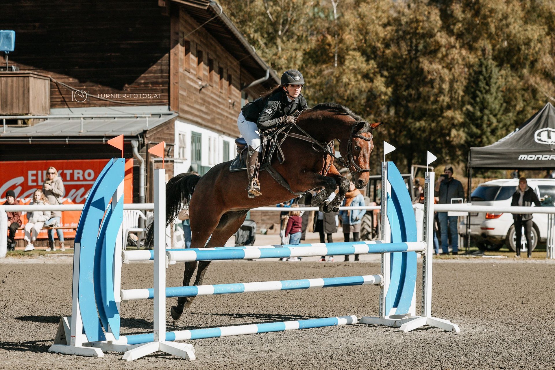 German Sport Horse Gelding 10 years 16 hh Brown in Bischofshofen