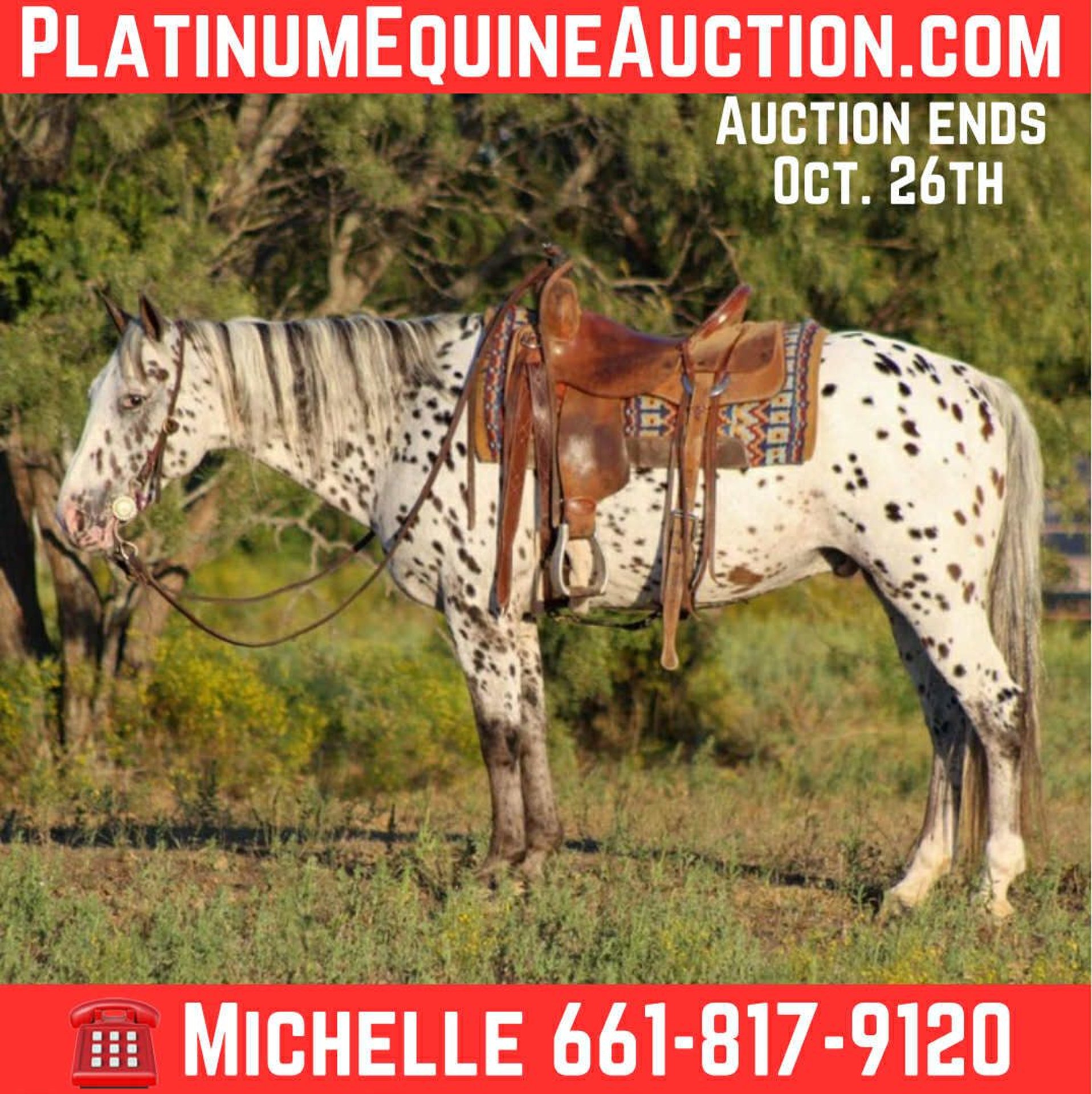 Appaloosa Gelding 14 years 14,1 hh Chestnut-Red in Stephenville TX