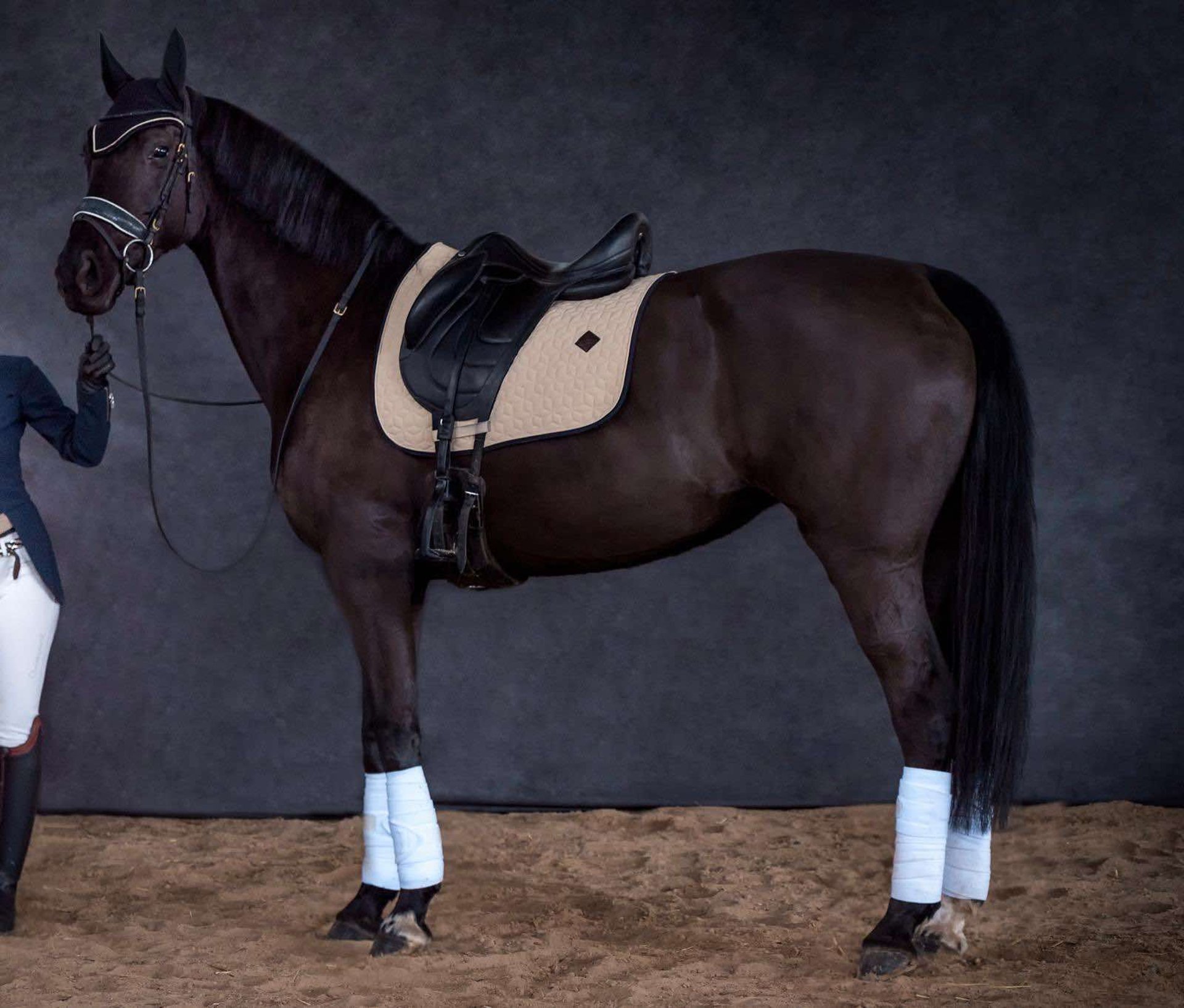 Selle Français Mare 13 years 16,2 hh Black in Diemoz