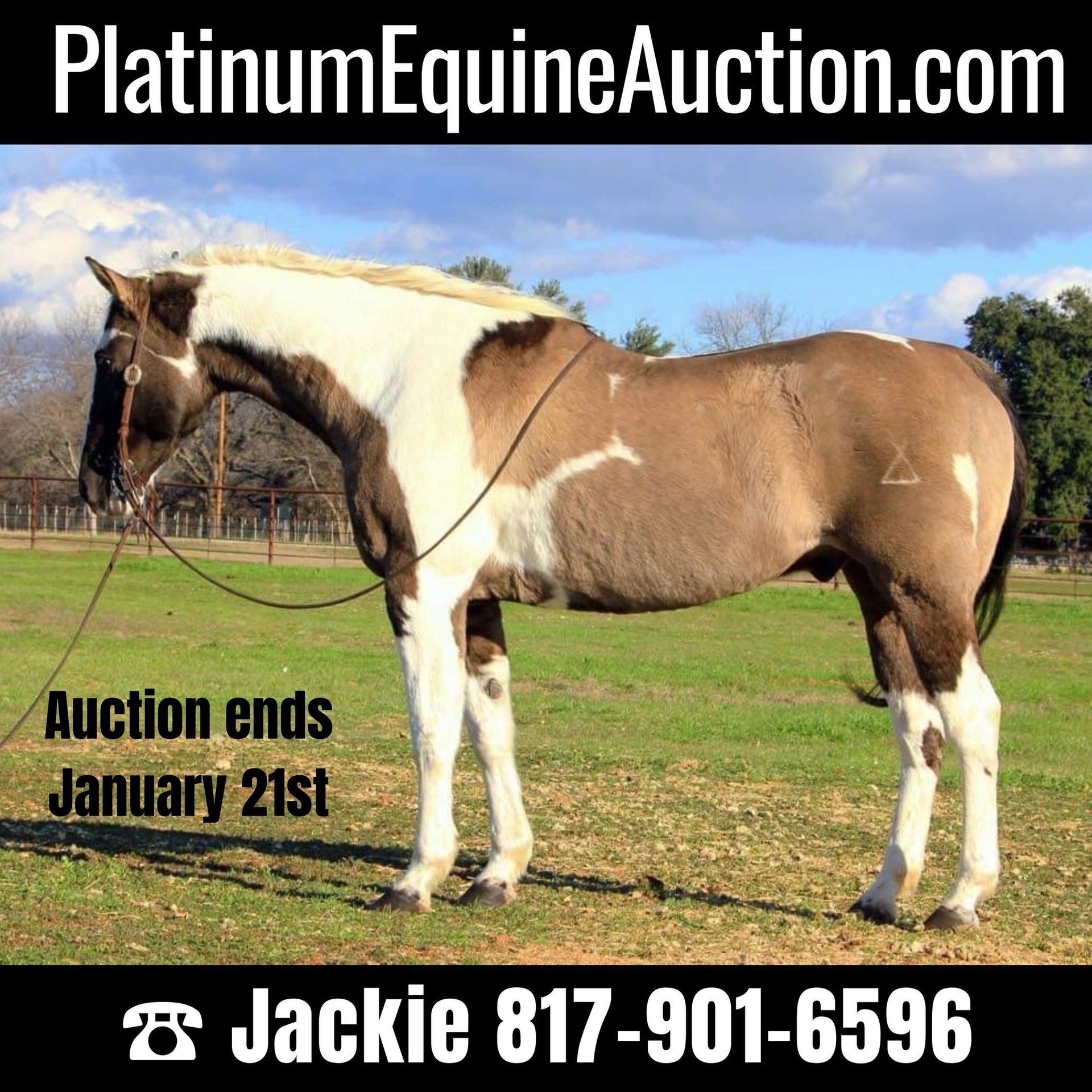 American Quarter Horse Gelding 14 years 15,2 hh Tobiano-all-colors in ...