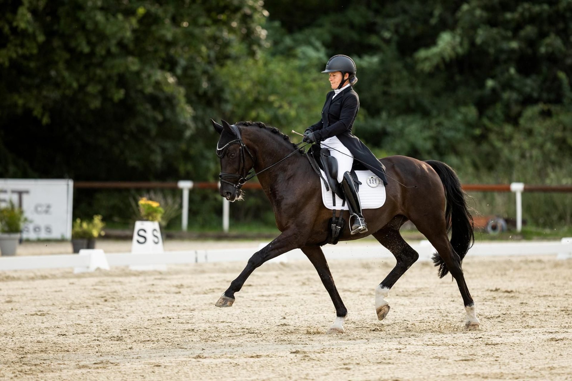 KWPN Wallach 17 Jahre 168 cm Rappe in Budweis