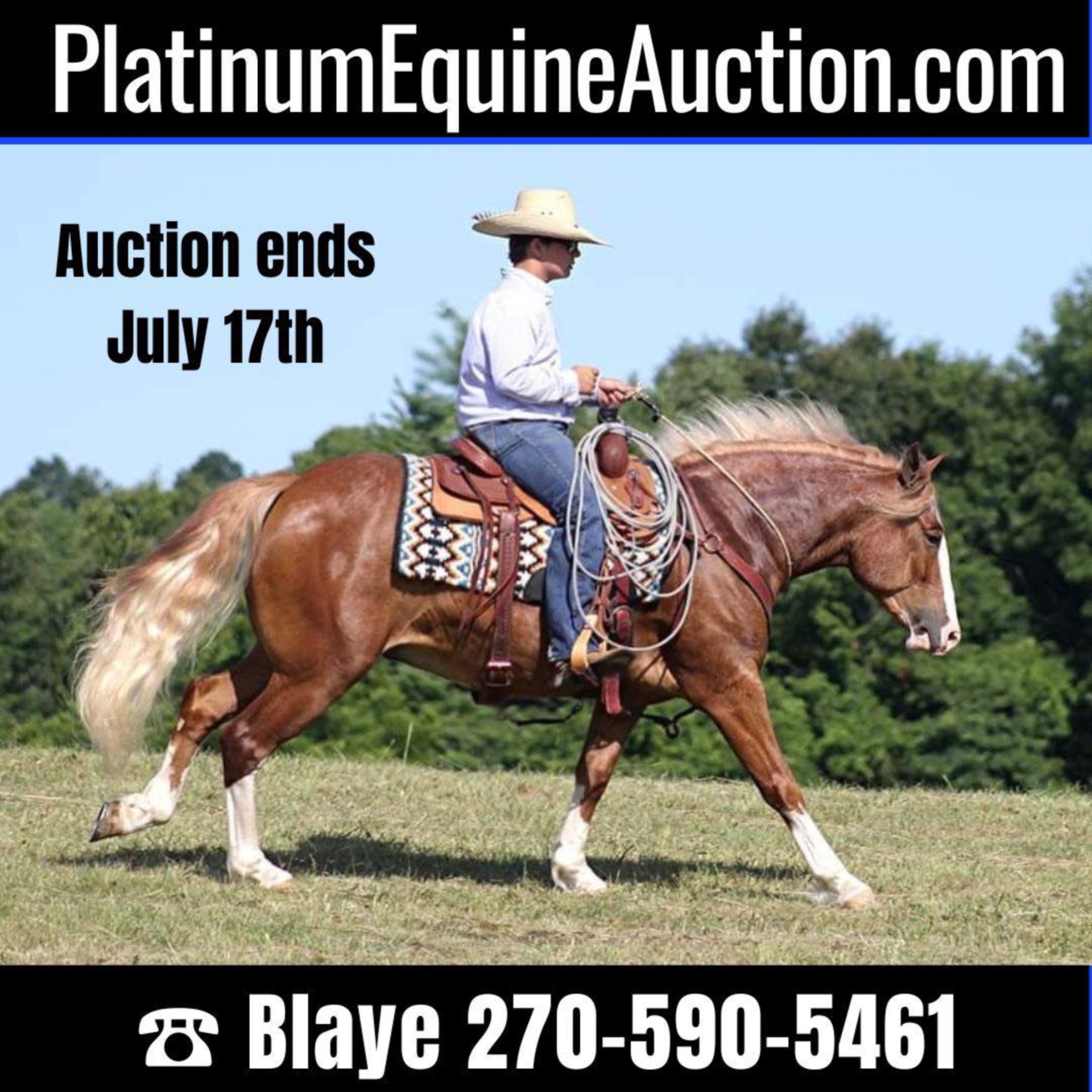 Belgian Draft Gelding 7 years Overo-all-colors in Austin KY