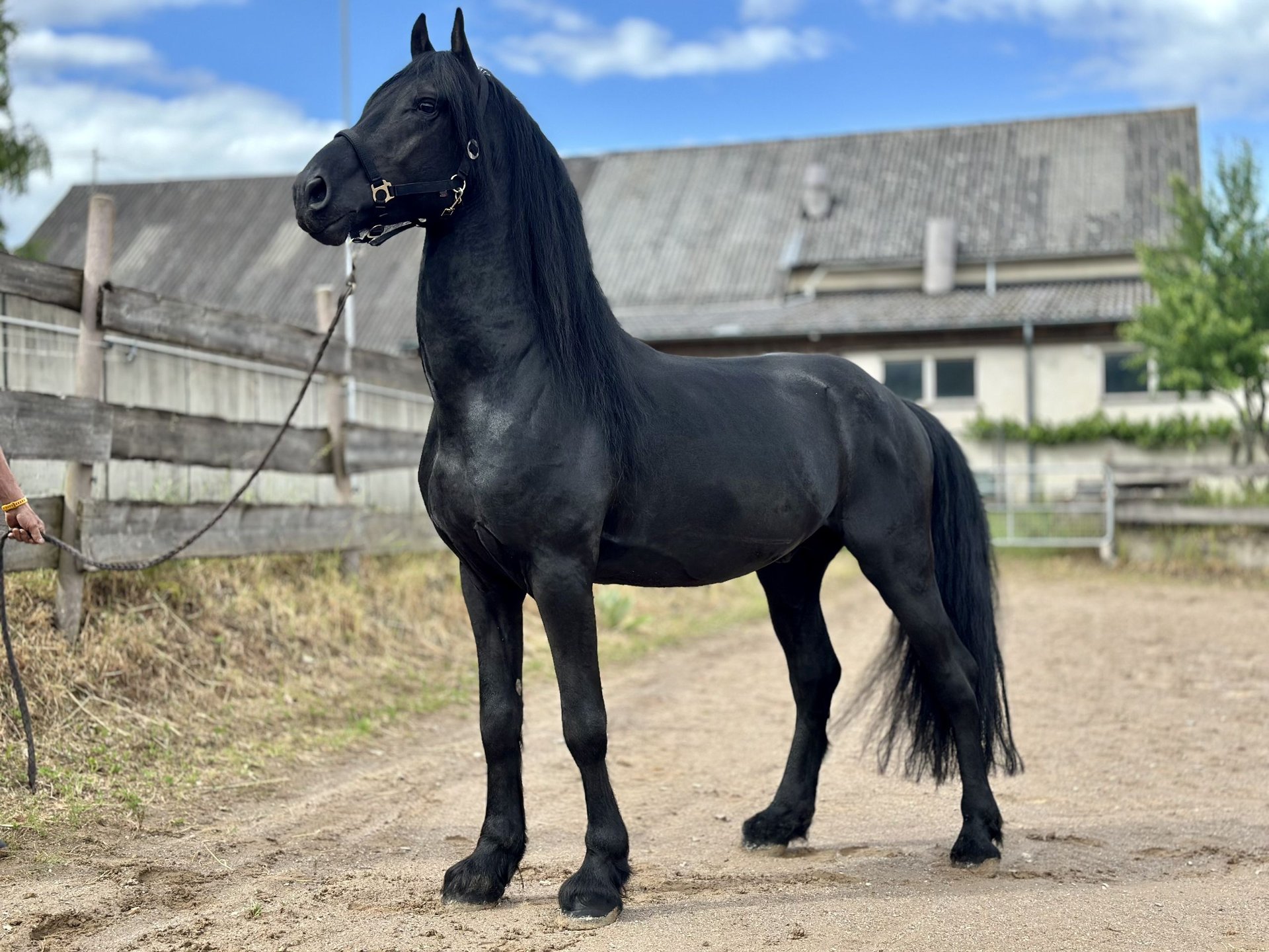 Arabo-Fries Hengst 6 Jaar 162 cm Zwart in Forst (Hunsrück)