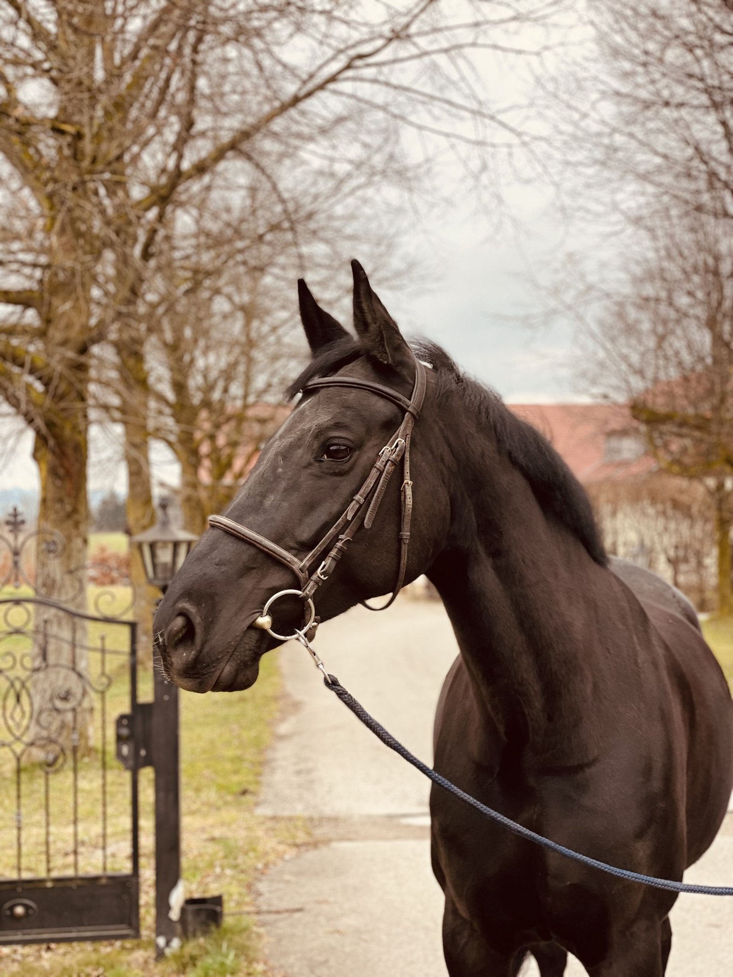 Hanoverian Mare 9 years 16,2 hh Black in Haldenwang