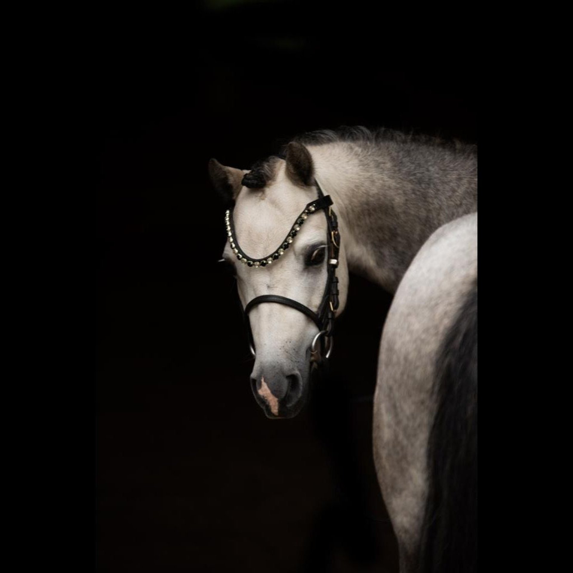 Welsh-A Wallach 4 Jahre 115 cm Apfelschimmel in Dahme