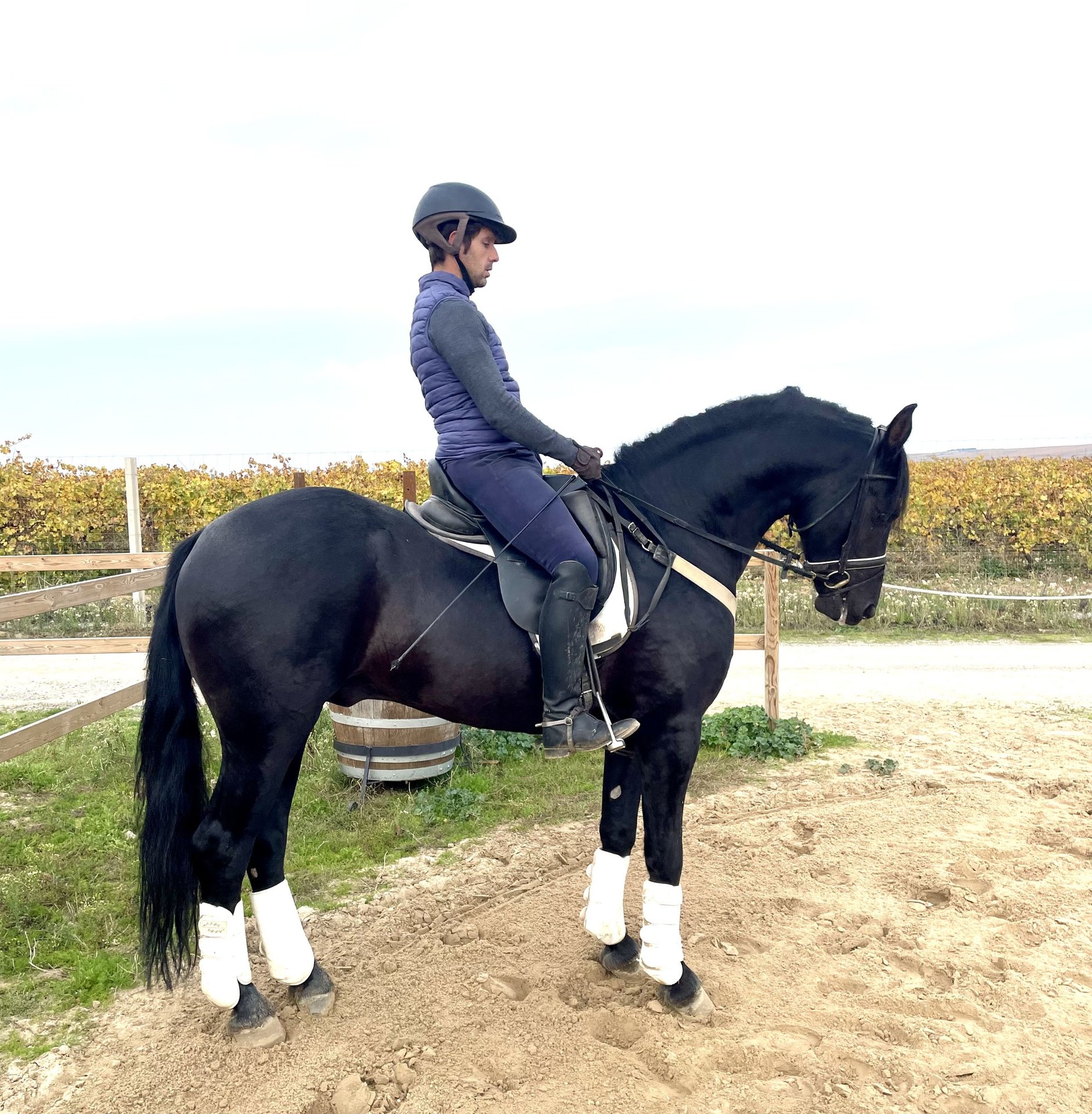 Arabo-Friesian Mix Stallion 7 years 15,1 hh Black in Tudela De Duero