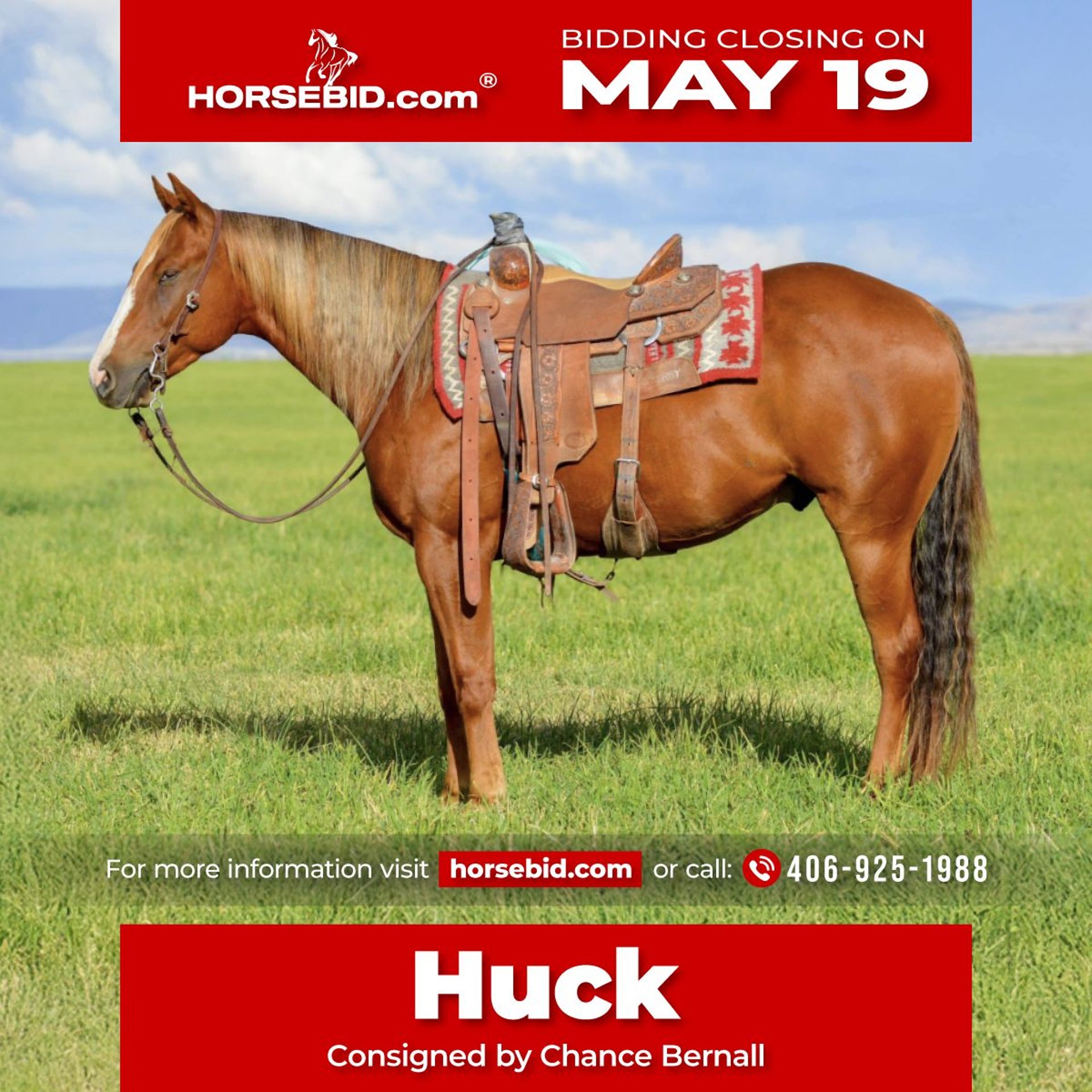 American Quarter Horse Gelding 4 years 14,3 hh Sorrel in Dillon, MT