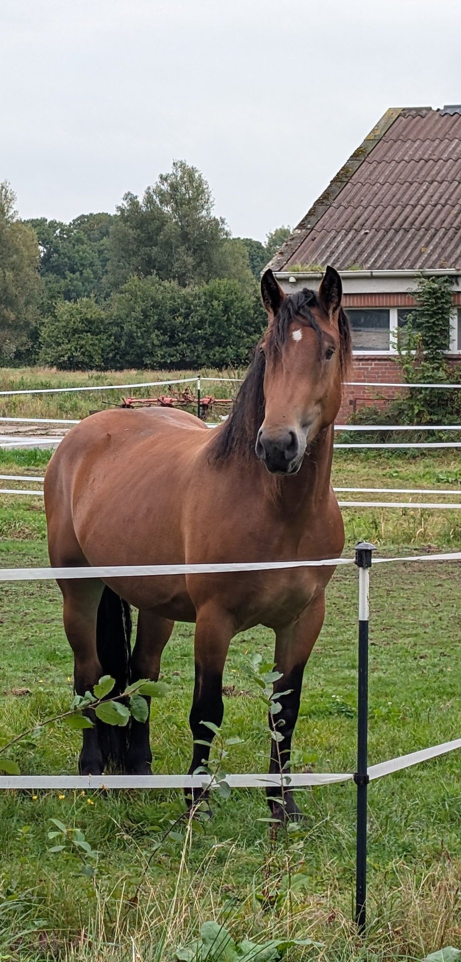 Vlaams paard Mix Stute 4 Jahre 170 cm in Weener