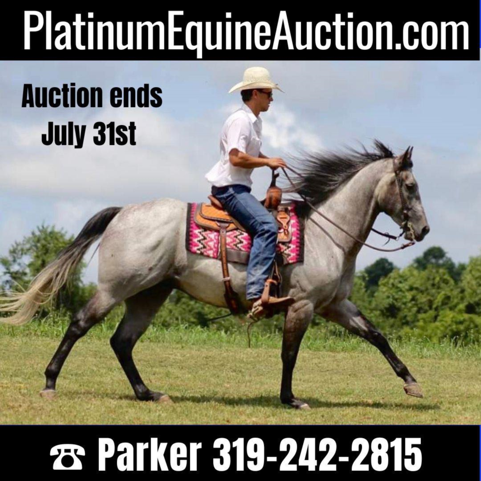 American Quarter Horse Gelding 8 years 15,2 hh Gray-Dapple in Brodehead KY