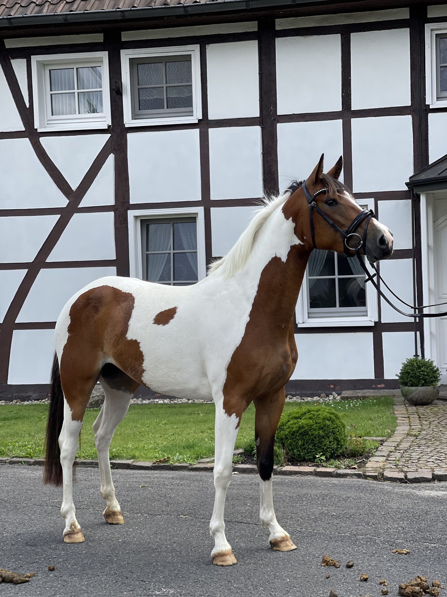 Deutsches Reitpony Stute 5 Jahre 147 cm Schecke in WaltroP