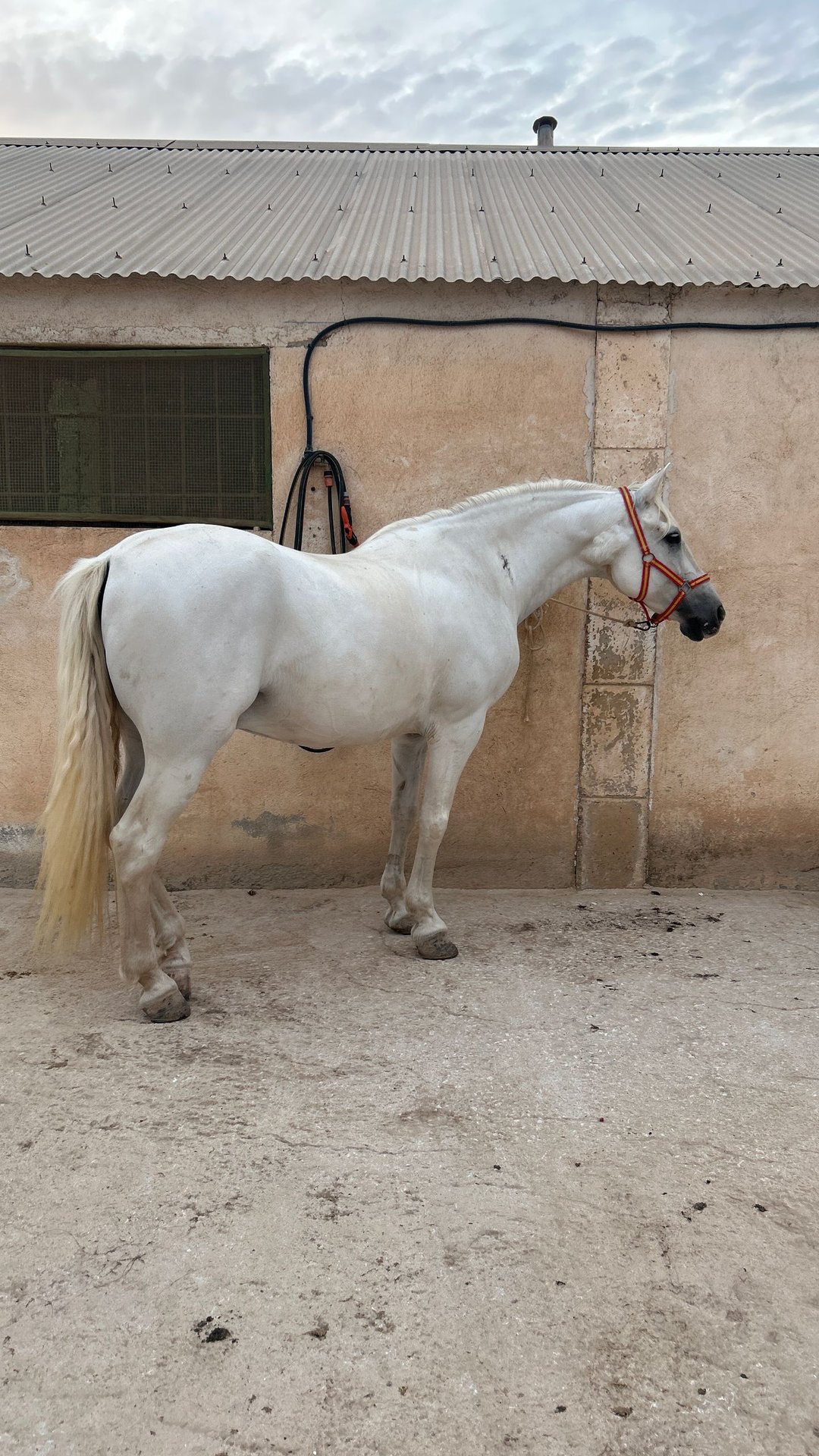 Spanish Sporthorse Gelding 15 years 15,2 hh Grey in Mazarron