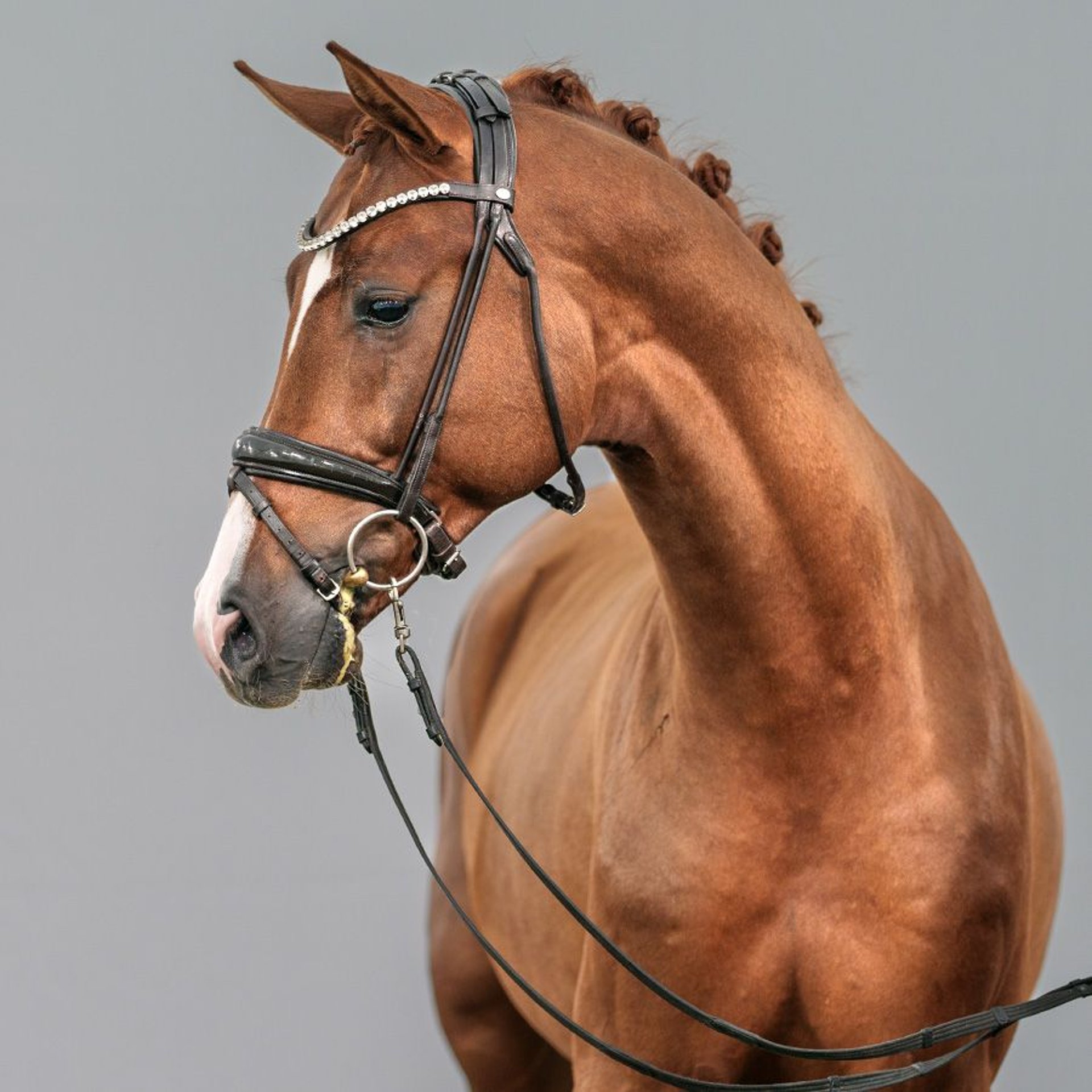 Oldenburg Stallion 2 years Chestnut in Münster-Handorf
