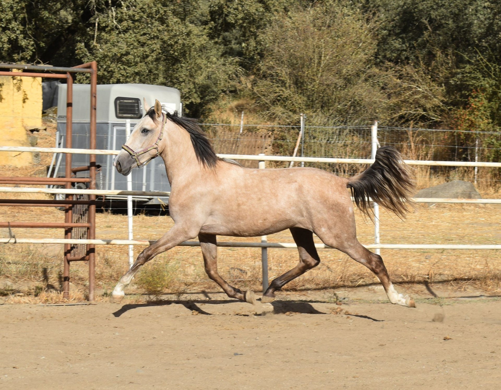 PRE Hingst 2 år 170 cm Grå in Sevilla
