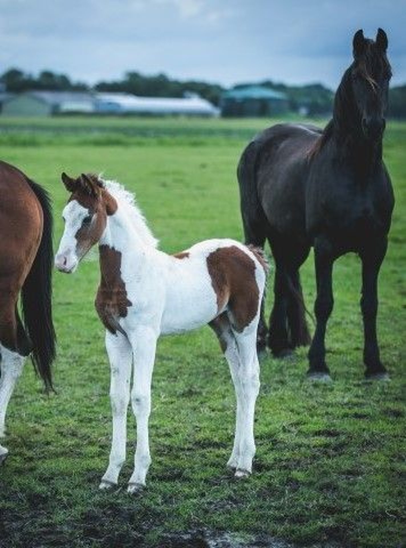 Baroque Pinto Stallion 1 year Tobiano-all-colors in Tzummarum