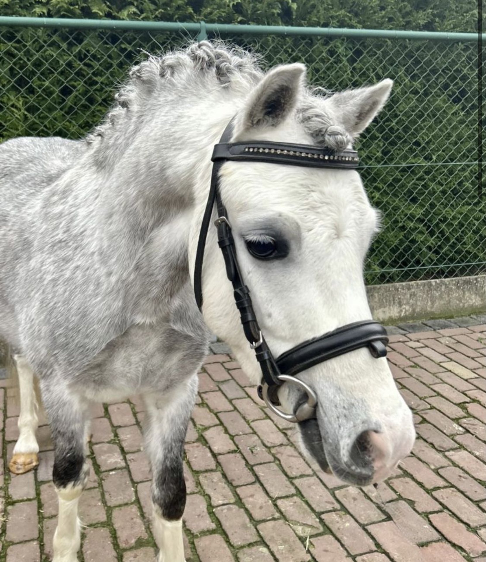 Welsh-A Wallach 5 Jahre 120 cm Schimmel in Haiger