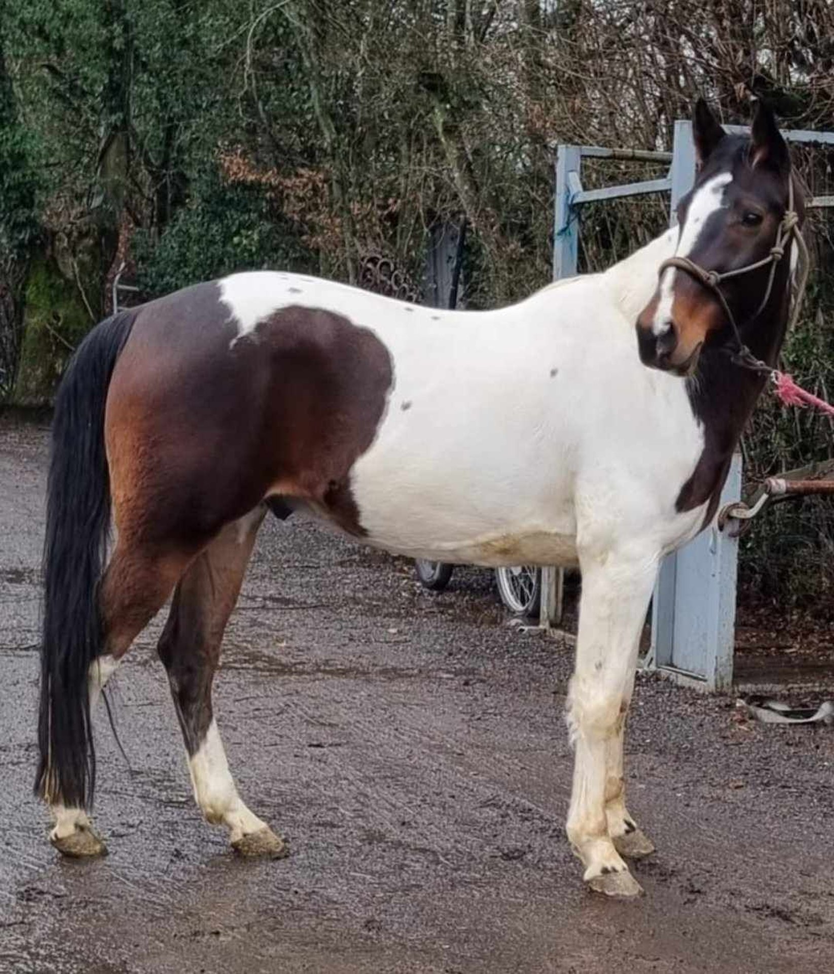 Pinto Horse Castrone 9 Anni 156 cm Pezzato in Linkenbach