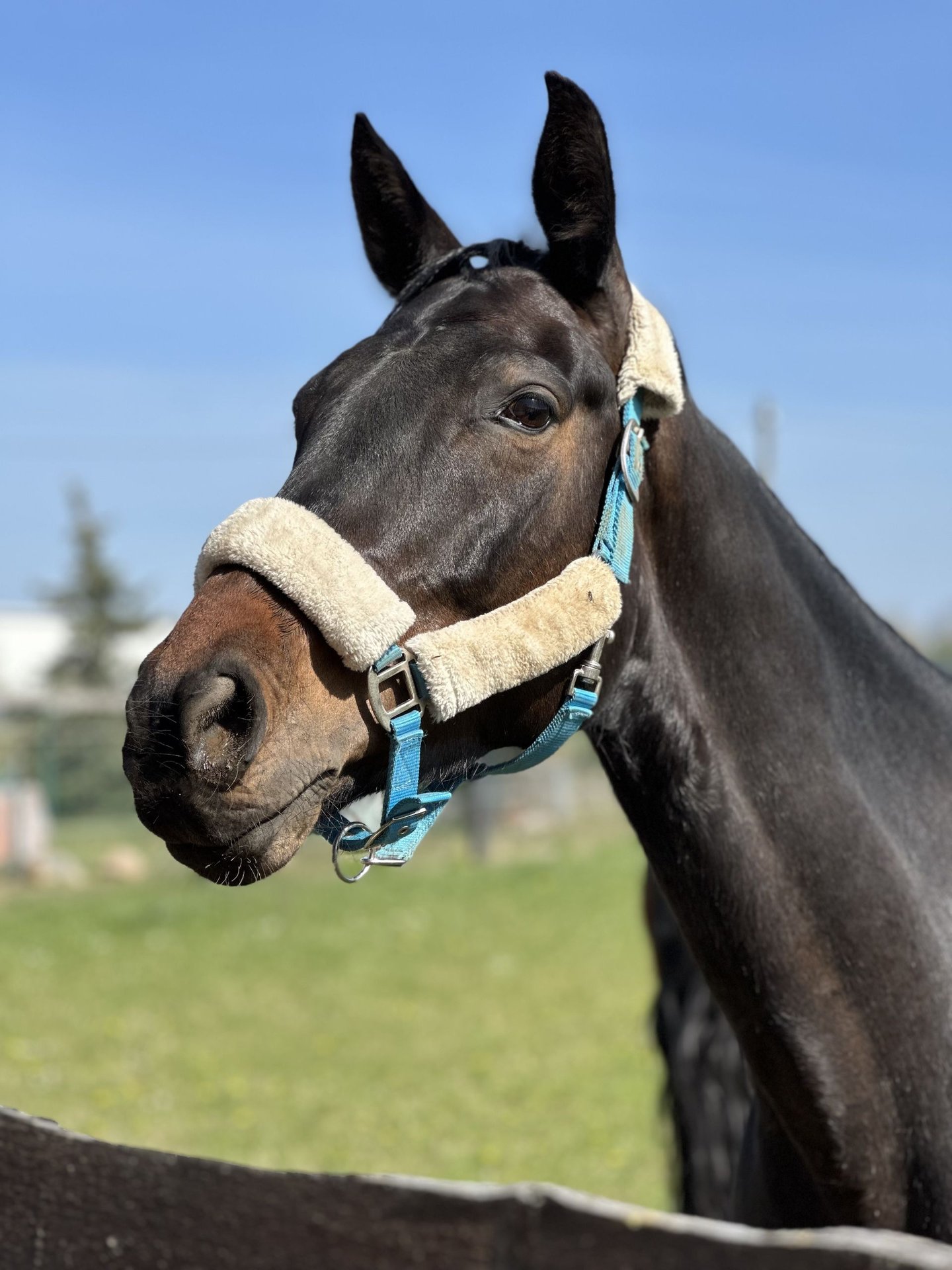 Caballo de deporte alemán Yegua 6 años 165 cm Castaño oscuro in ...
